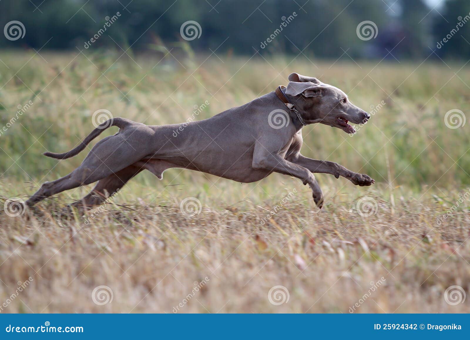 Weimaraner dog stock photo. Image of coursing, straw - 25924342
