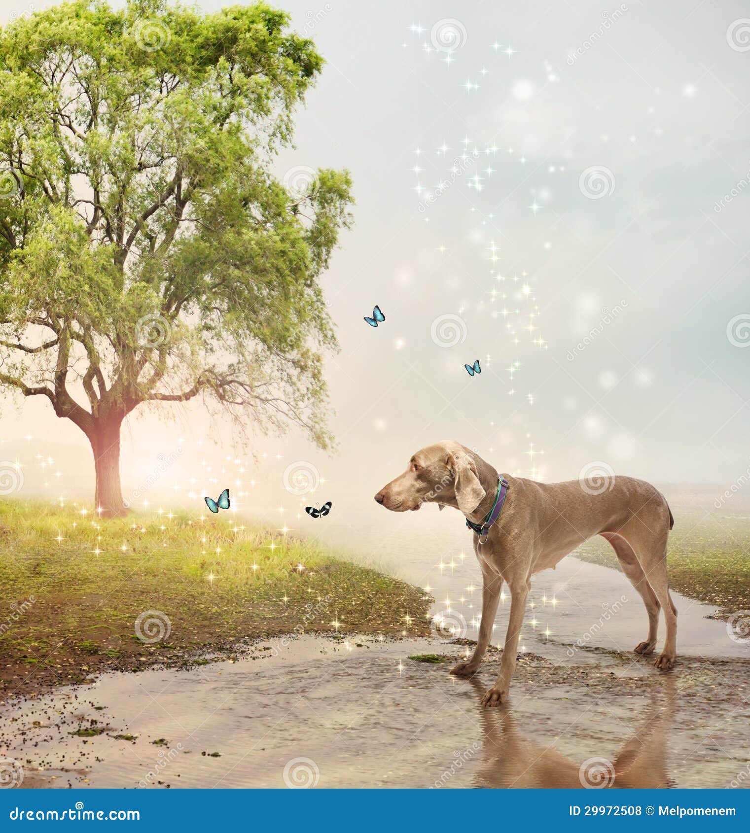 Dog and Butterfies at a Magical Brook Stock Photo - Image of smelling ...