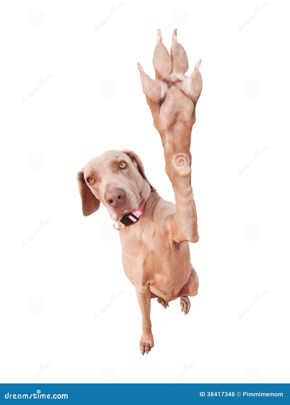 Weimaraner Dog Doing a High Five Stock Photo - Image of isolated ...