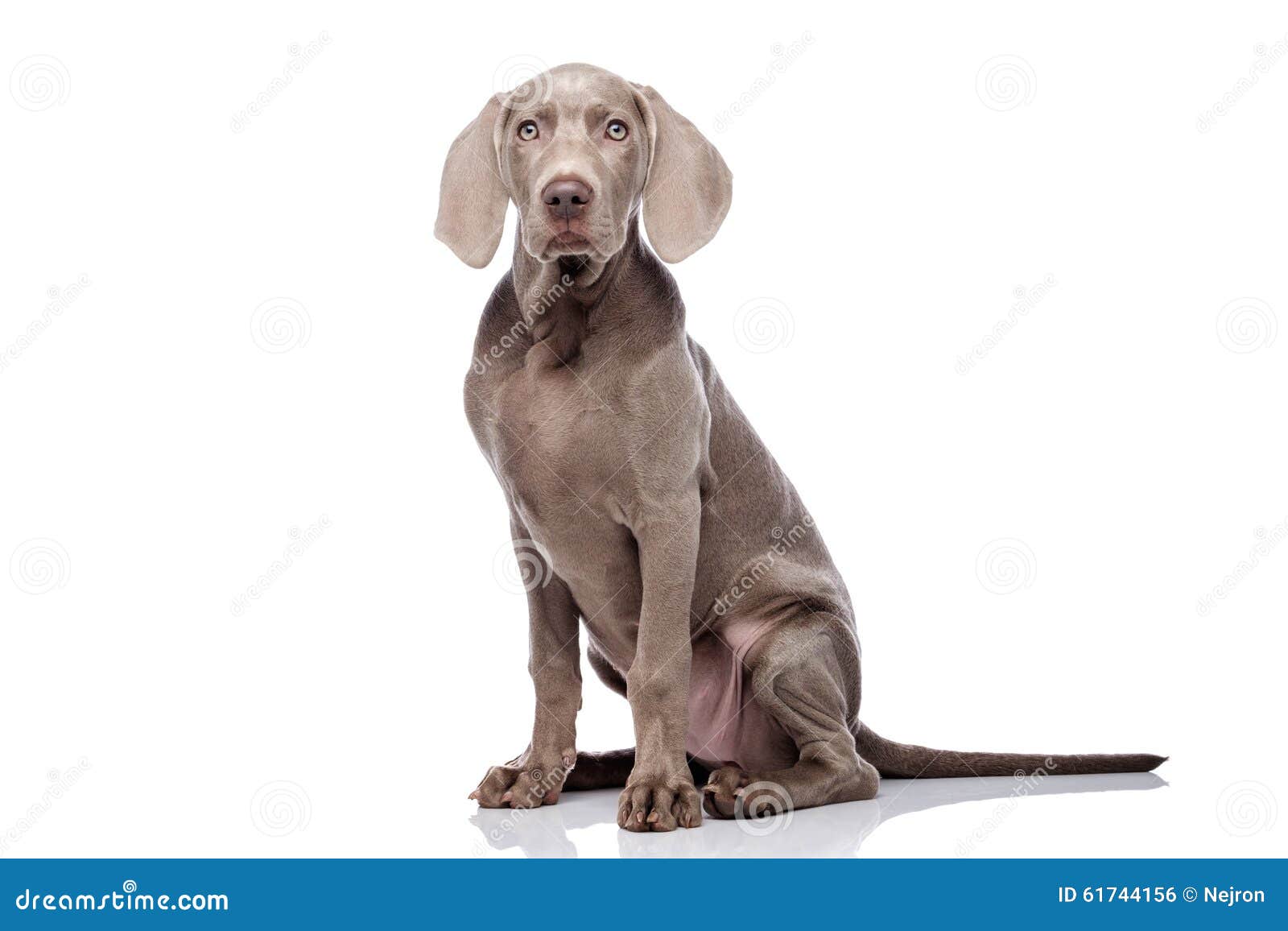 Weimaraner dog stock photo. Image of canine, studio, young - 61744156