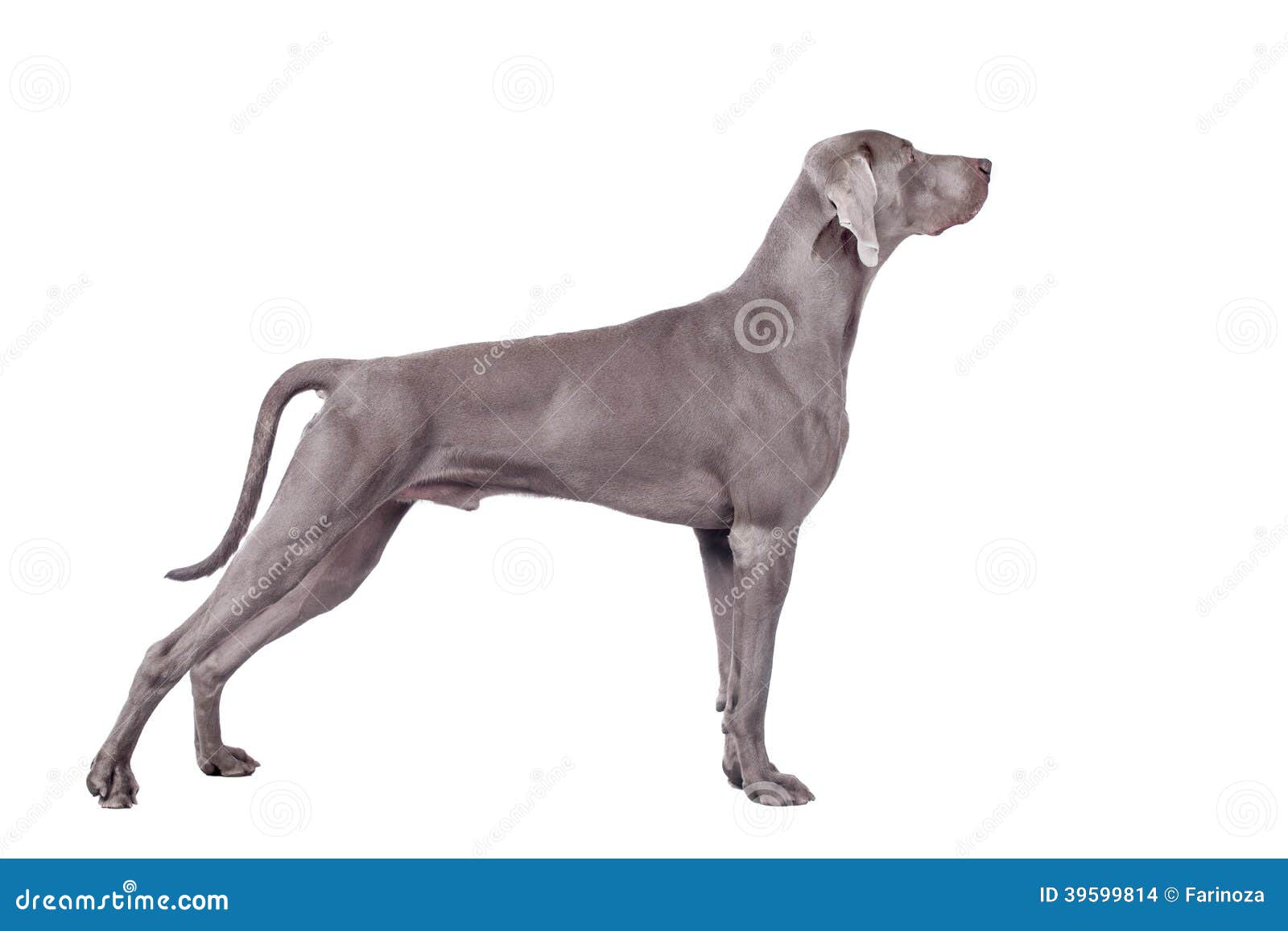 Weimaraner Dog Isolated on White Stock Photo - Image of shorthair ...