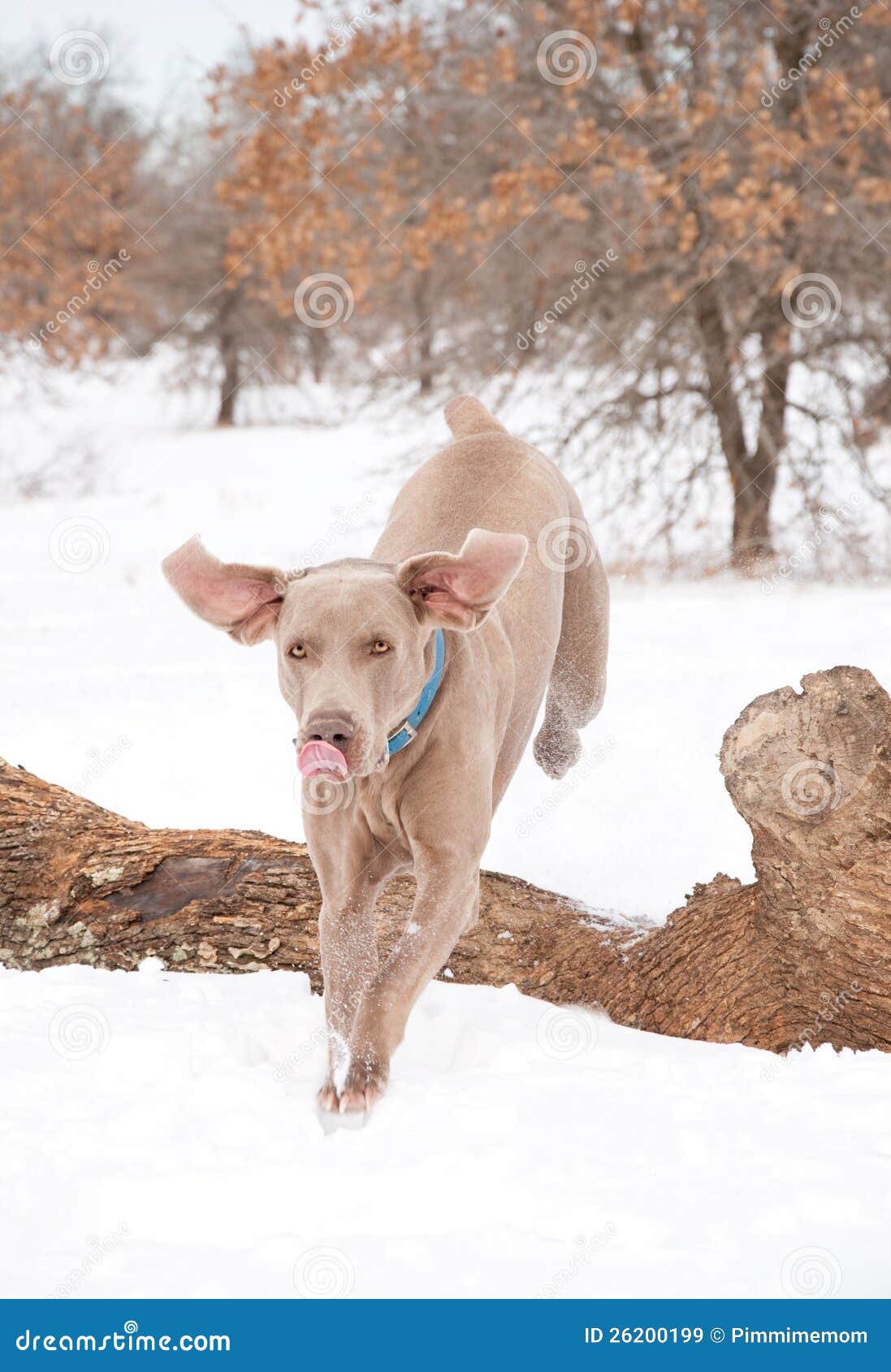 Weimaraner Dog Jumping Over a Log Stock Image - Image of speed, fast ...
