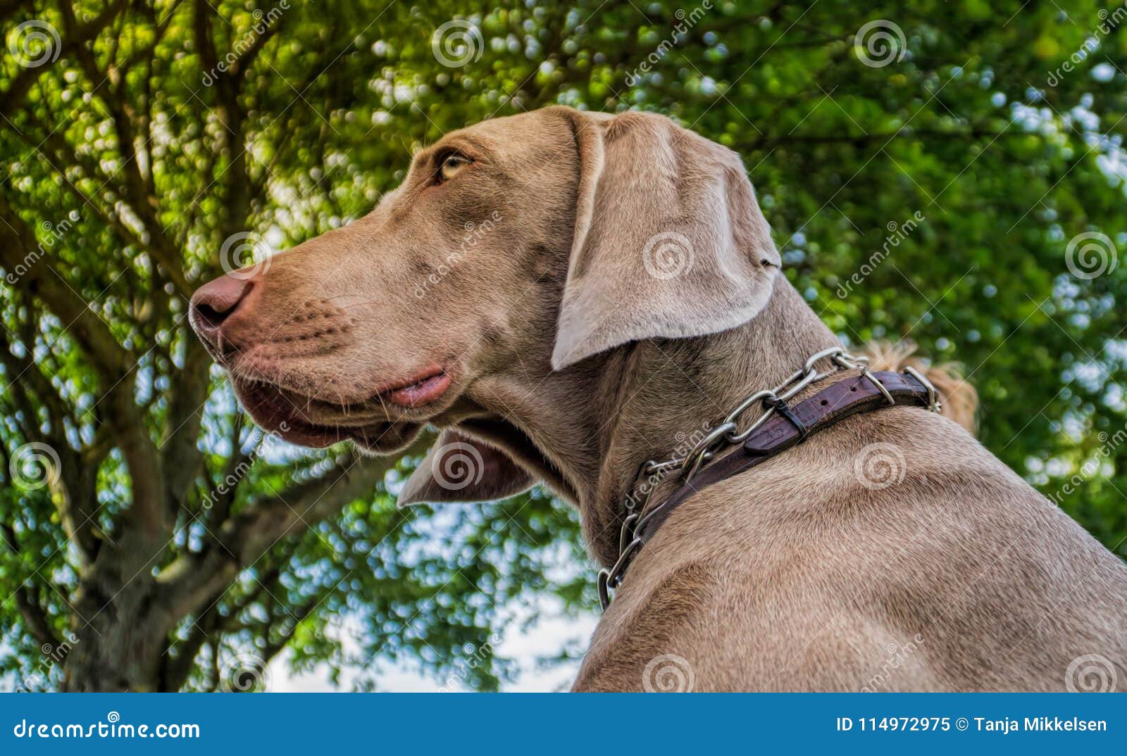 Weimaraner dog portrait stock image. Image of canis - 114972975