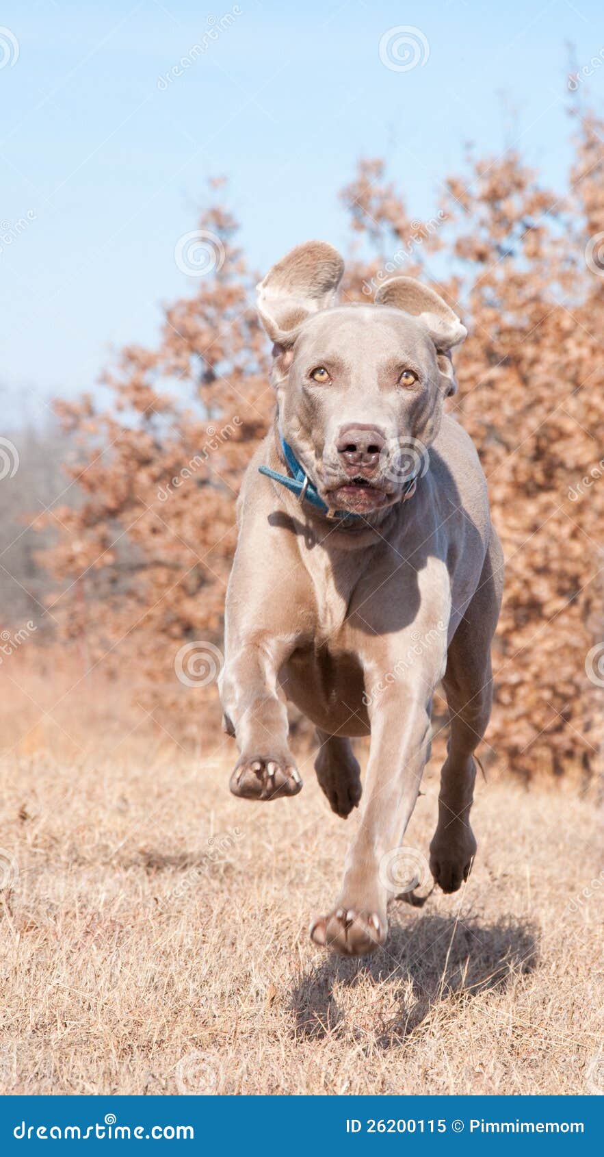 Weimaraner Dog Running at Full Speed Stock Image - Image of fast, blue ...