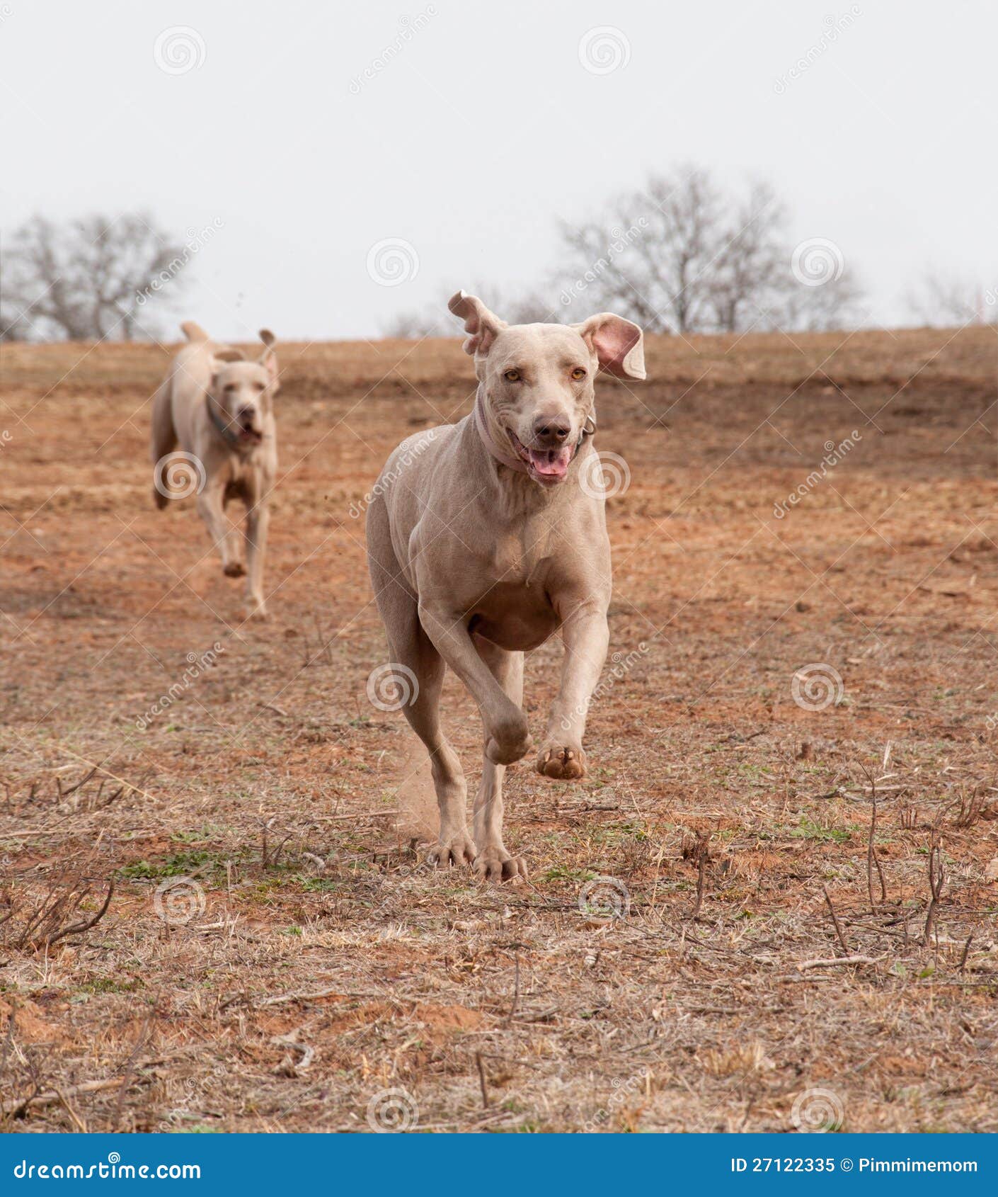 Weimaraner Dog Running Full Speed Stock Image - Image of friend, dash ...