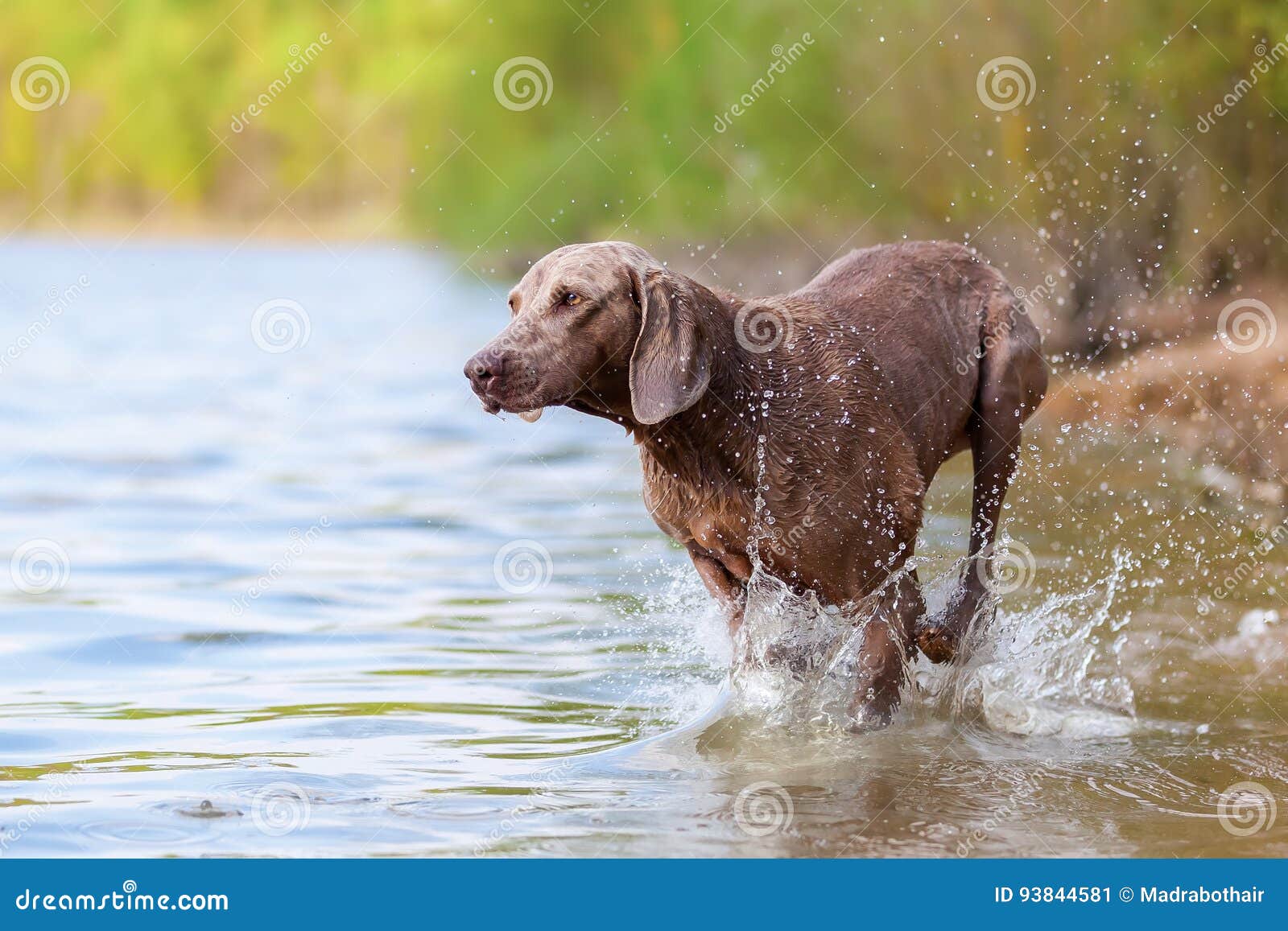 Weimaraner Dog Running in a Lake Stock Image - Image of lake, water ...