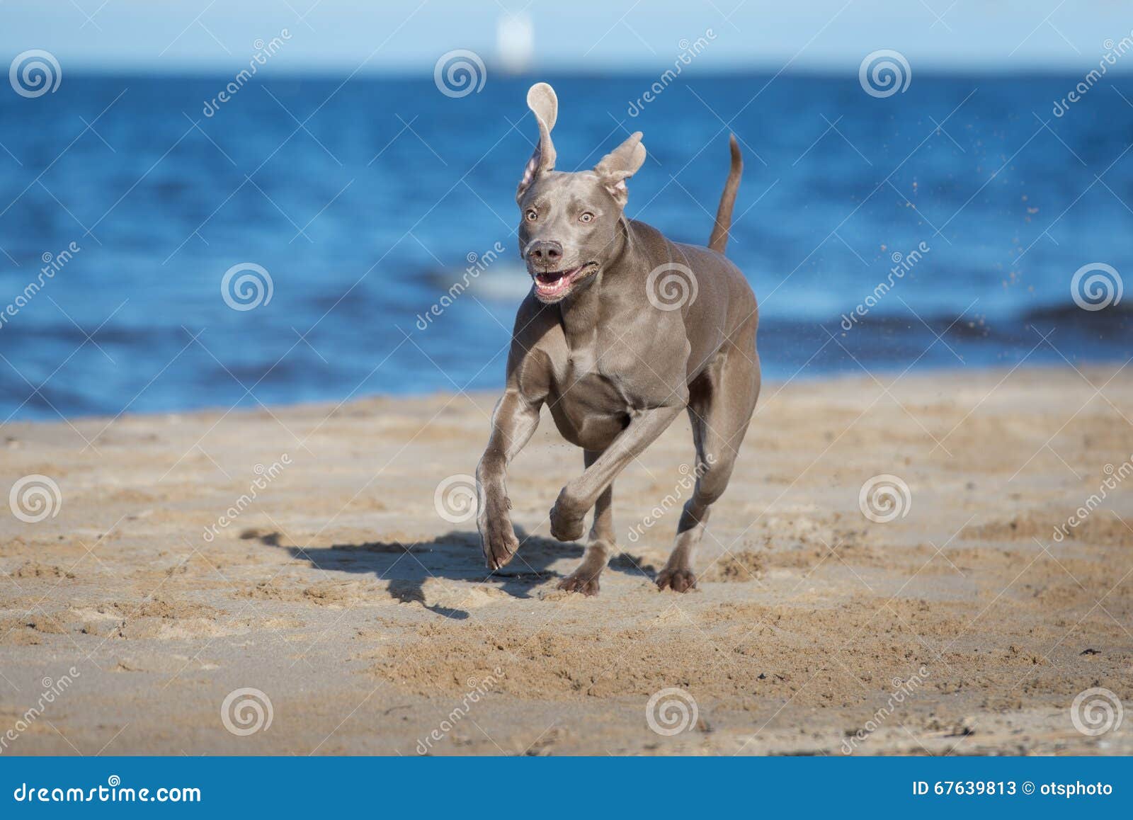 Weimaraner Dog Running at the Sea Stock Image - Image of summer, nature ...