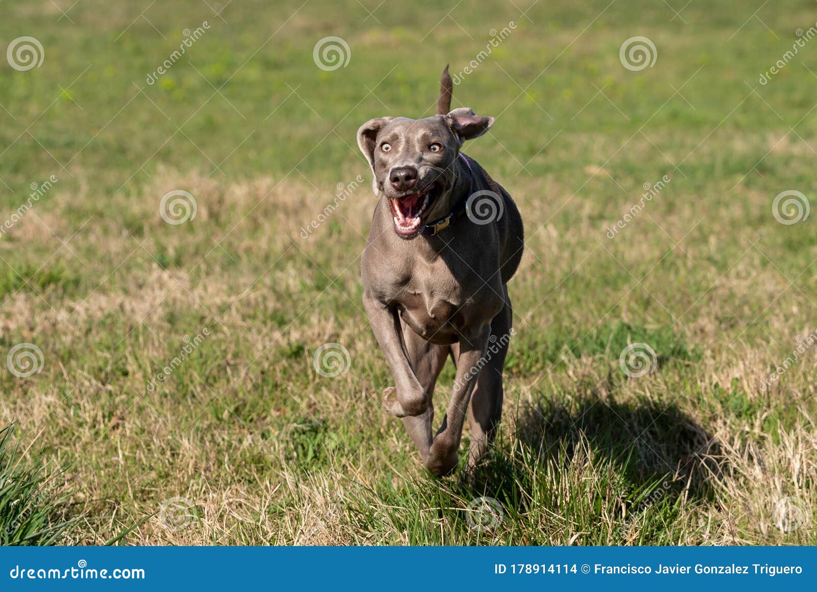A Weimaraner Dog Running in the Wild Stock Photo - Image of friendship ...