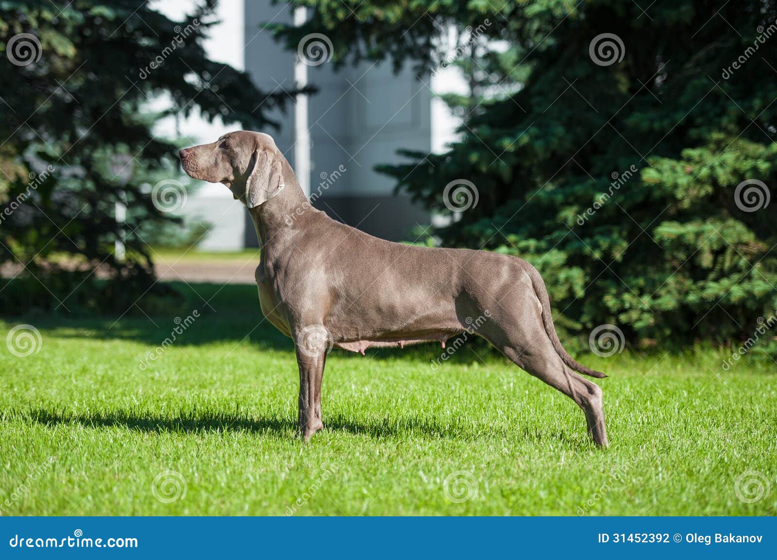 Weimaraner on dog show stock photo. Image of winner, gundog - 31452392