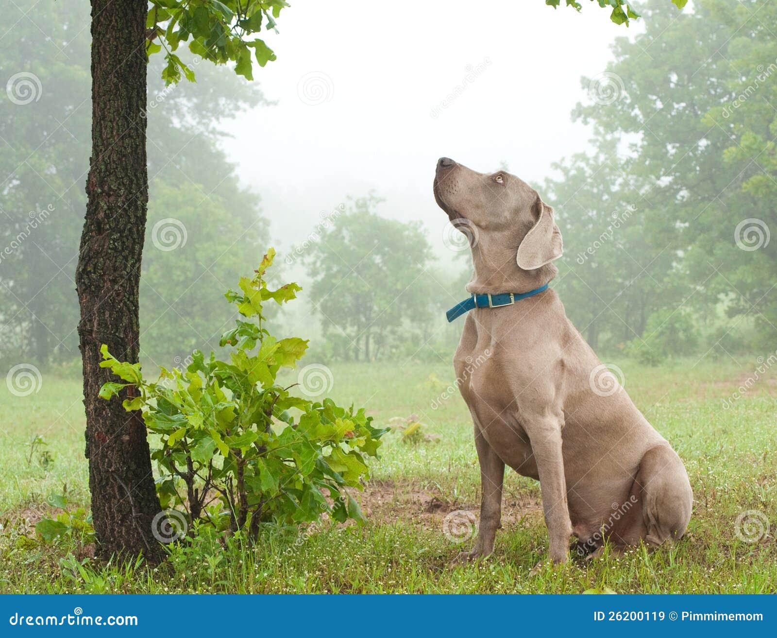 Weimaraner Dog Sitting Under A Tree Royalty Free Stock Images - Image ...