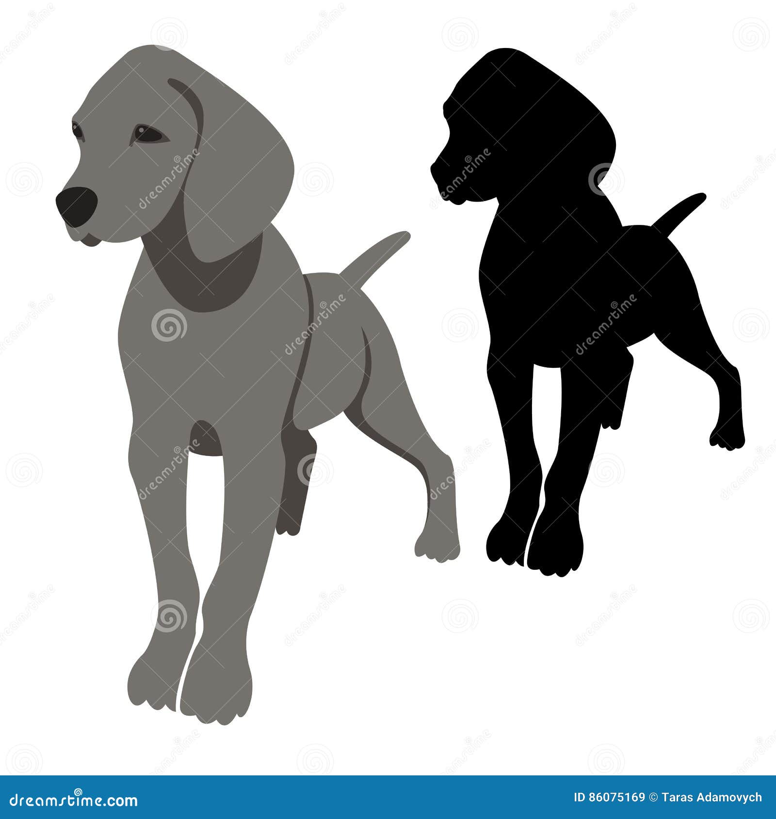 Weimaraner Dog Vector Illustration Style Flat Set Stock Vector ...
