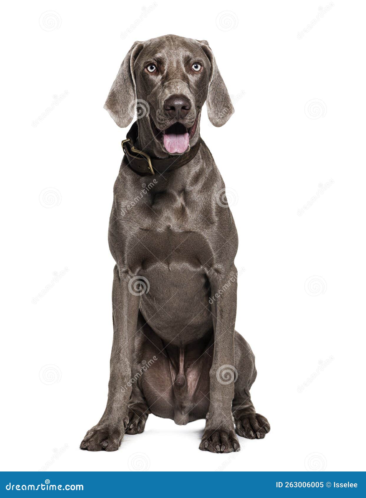Weimaraner Dog Wearing Collar, Isolated on White Stock Image - Image of ...