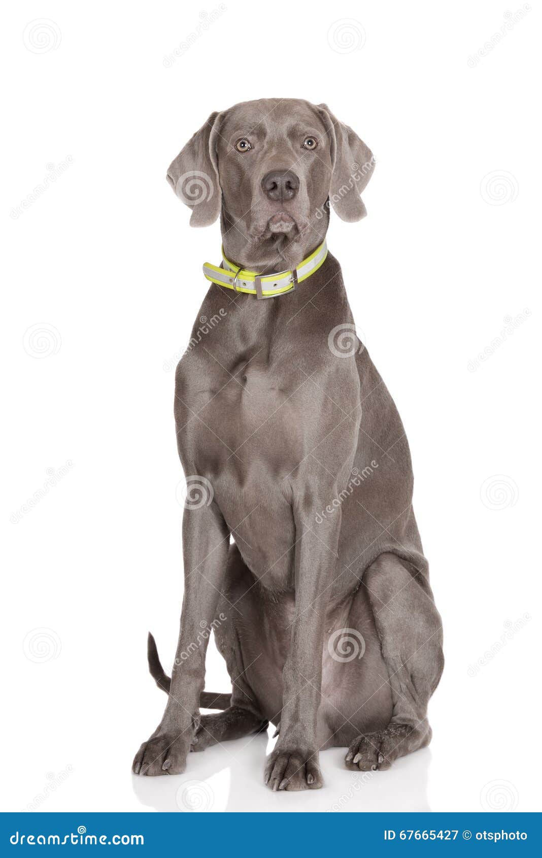 Weimaraner dog on white stock image. Image of german - 67665427