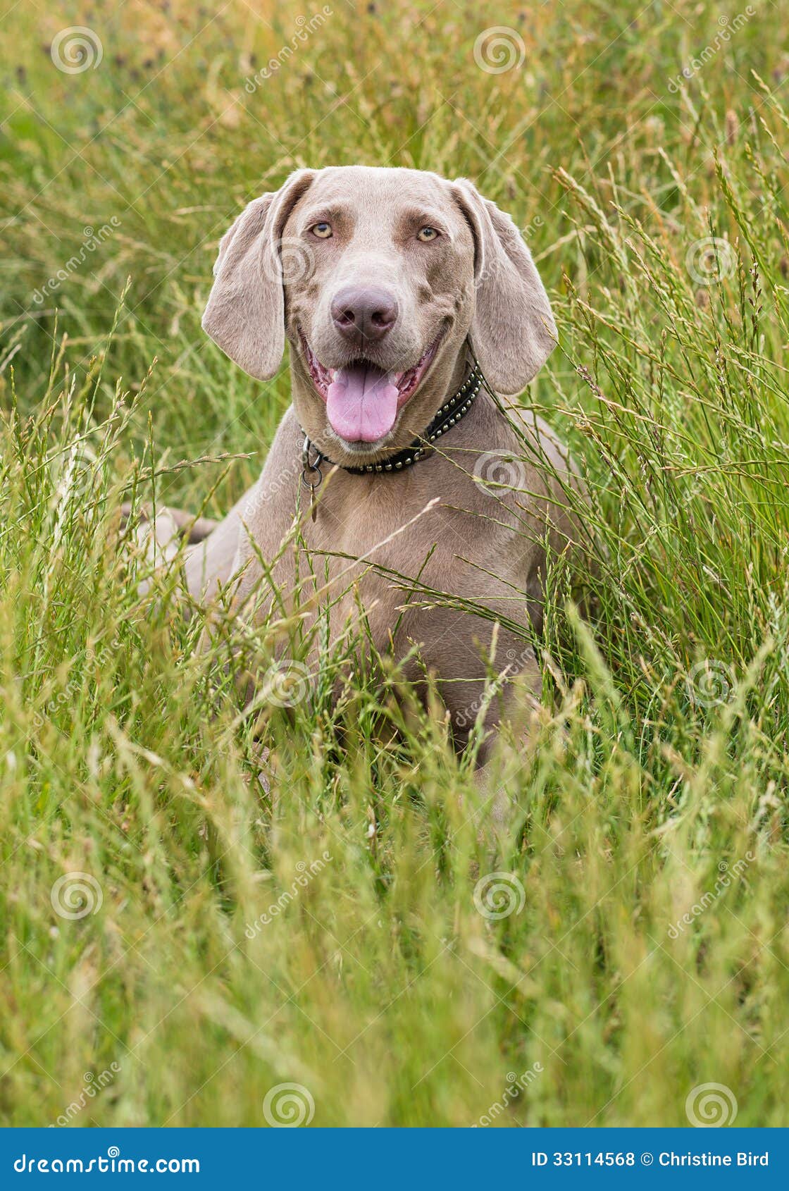 Weimaraner stock photo. Image of pets, happiness, grey - 33114568