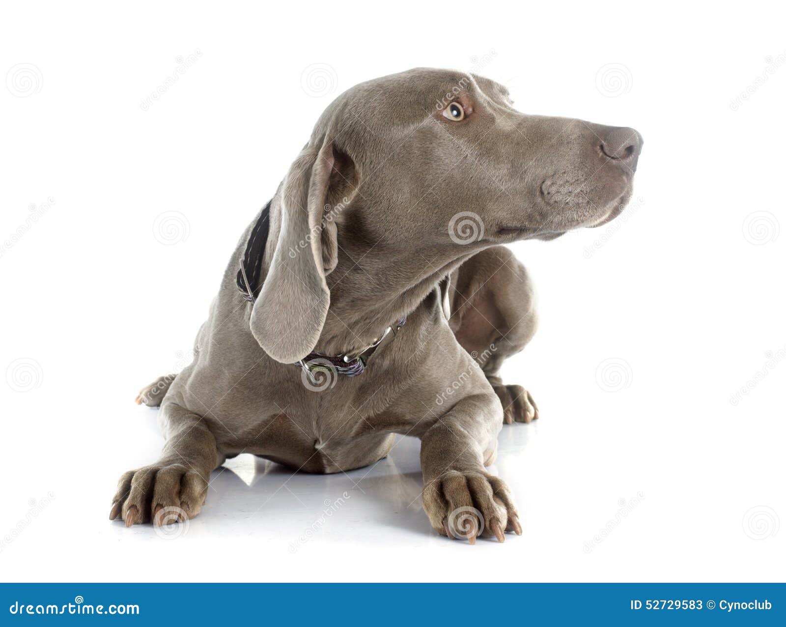 Weimaraner stock image. Image of female, studio, pointer - 52729583