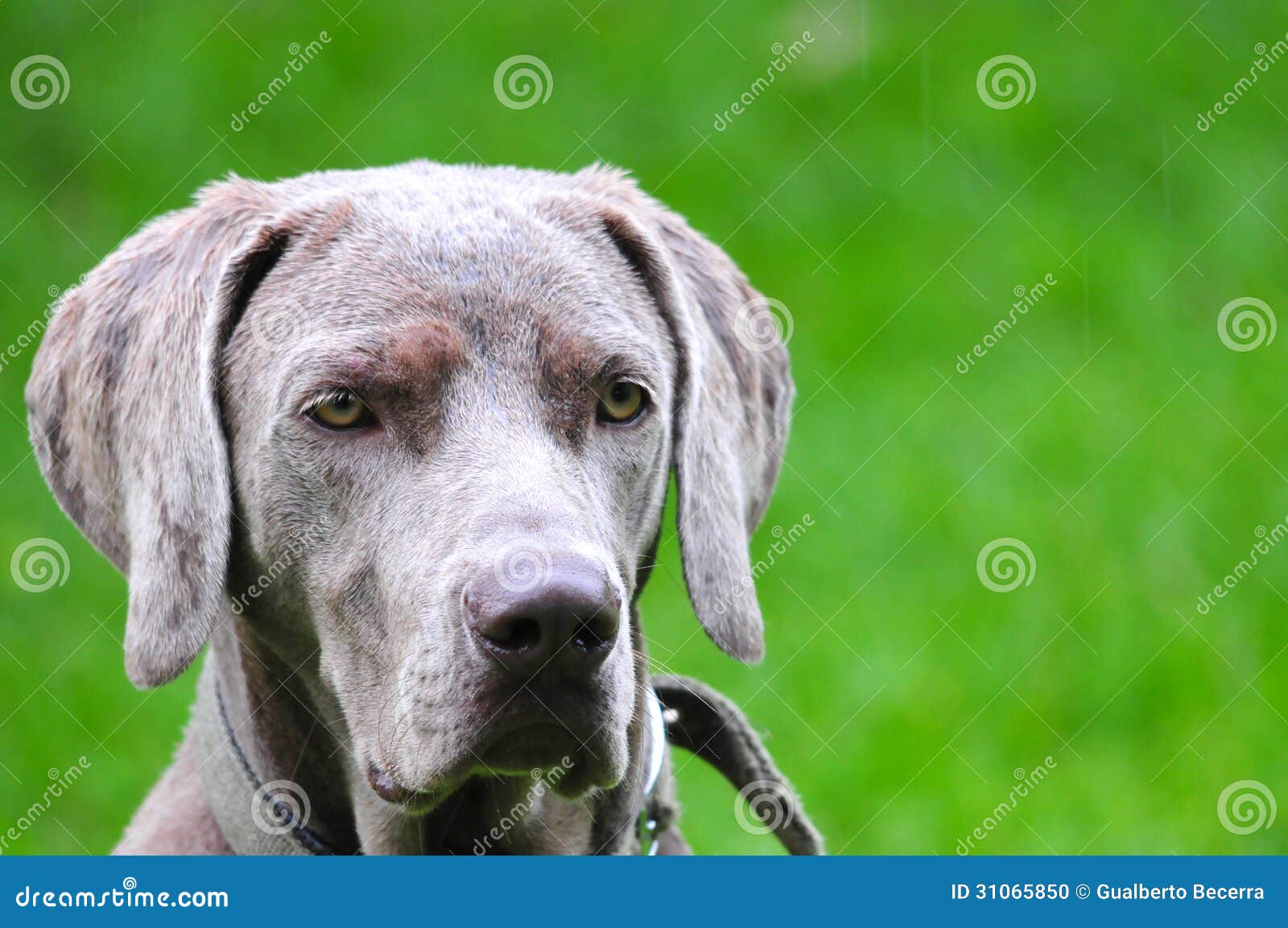 Weimaraner stock photo. Image of female, weimaraner, green - 31065850