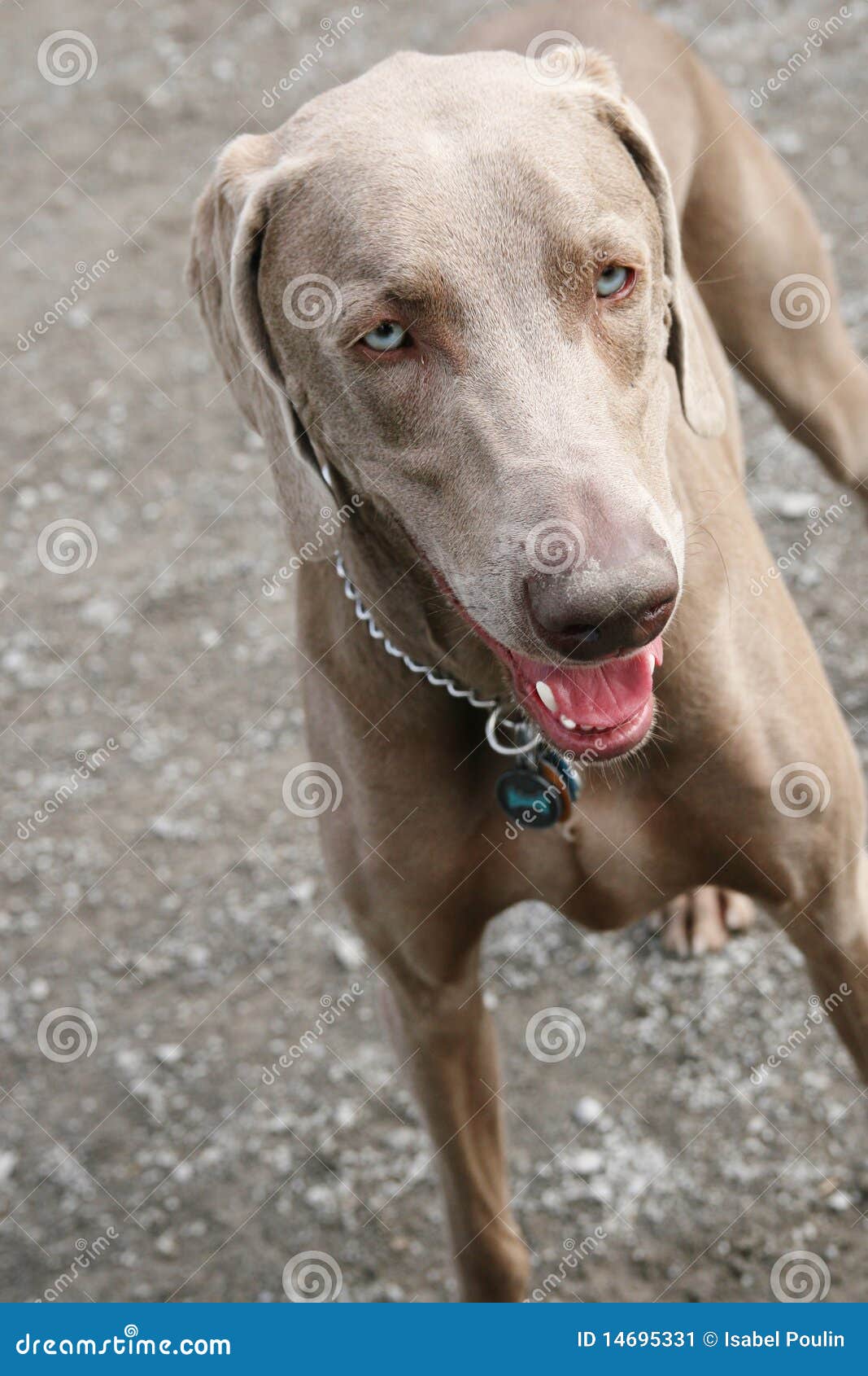 Weimaraner Hund stockbild. Bild von gesicht, blau, verdünnt - 14695331