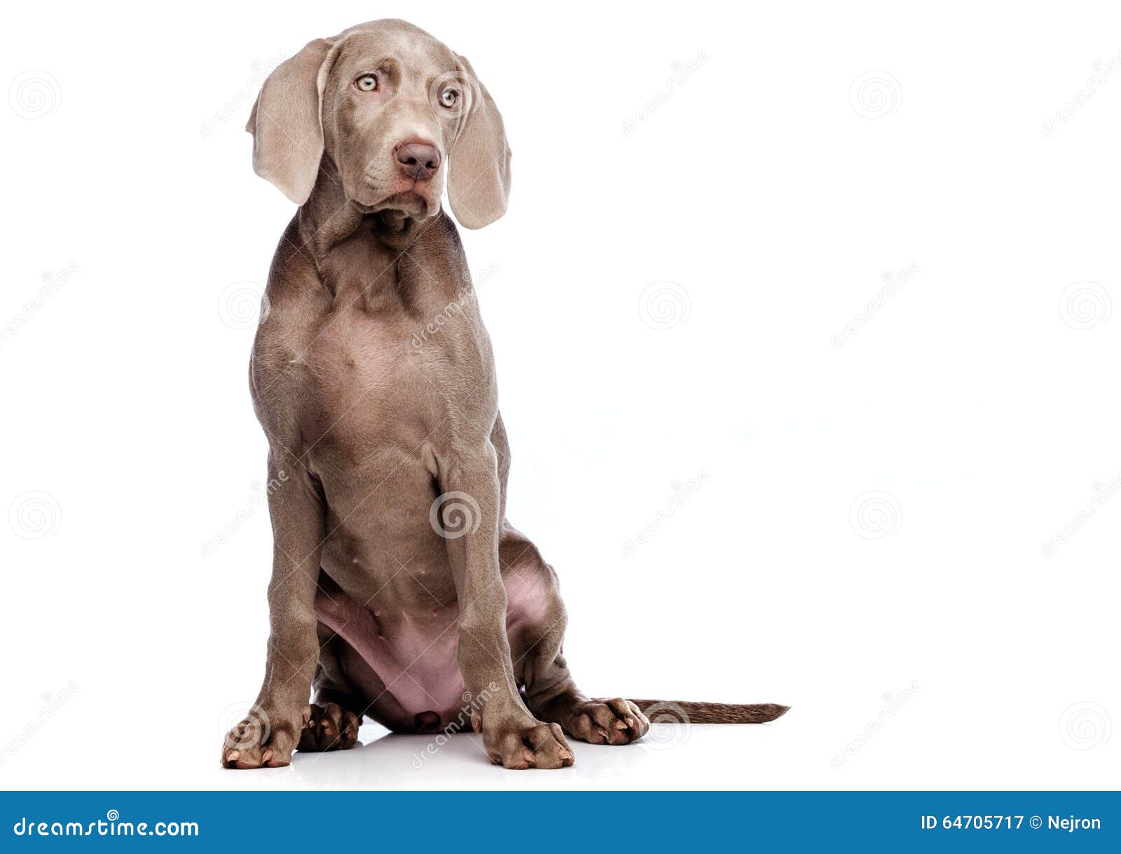 Weimaraner Isolated on White Stock Image - Image of loyalty, ghost ...