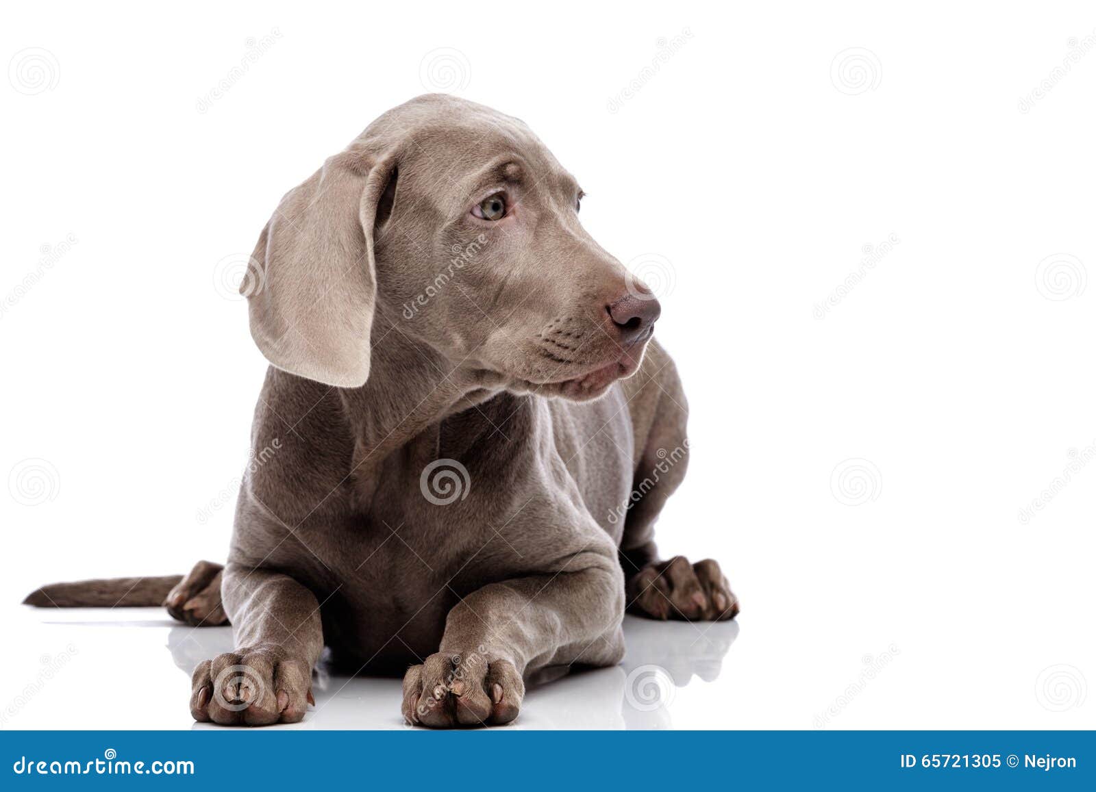 Weimaraner Isolated on White Stock Image - Image of doggy, friendly ...