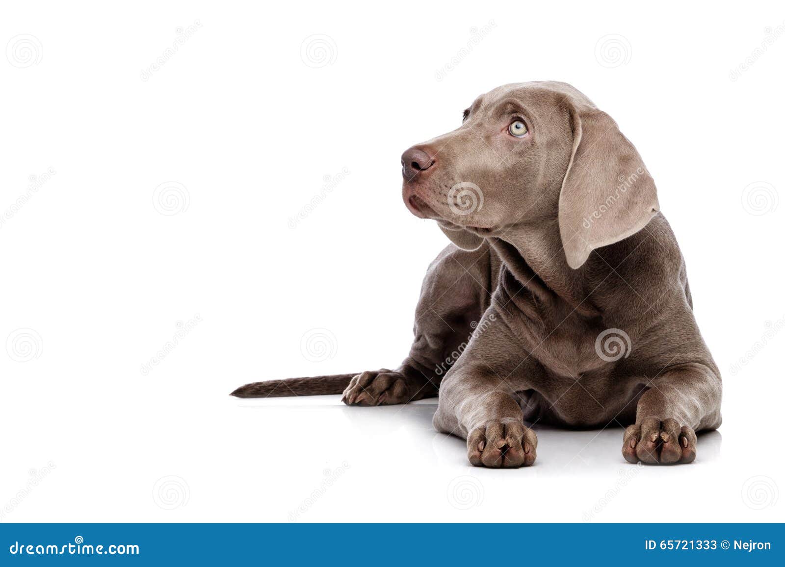 Weimaraner Isolated on White Stock Image - Image of hunting, scent ...