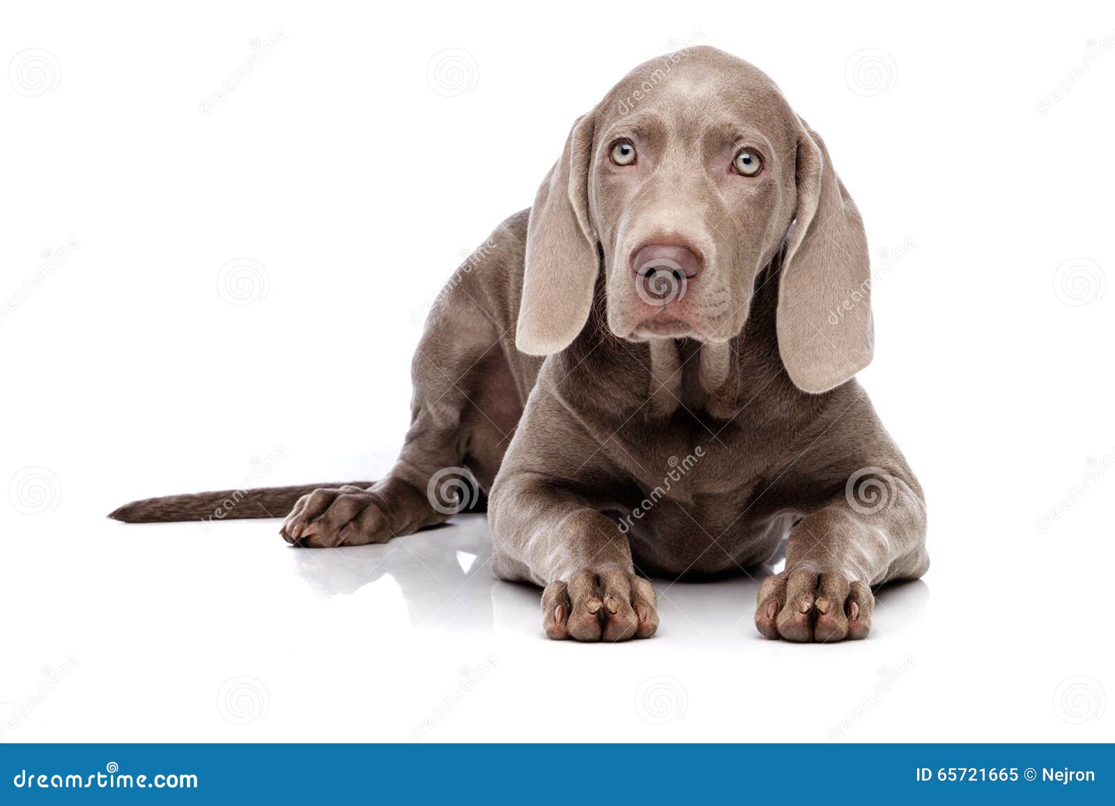 Weimaraner Isolated on White Stock Image - Image of ghost, scent: 65721665