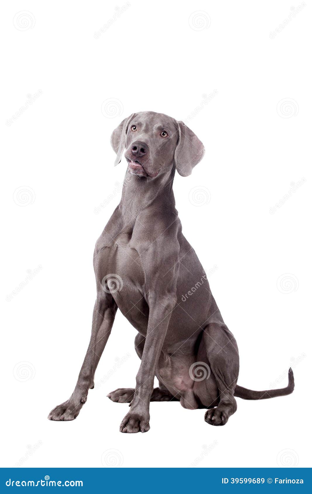 Weimaraner Isolated on White Stock Image - Image of creature ...
