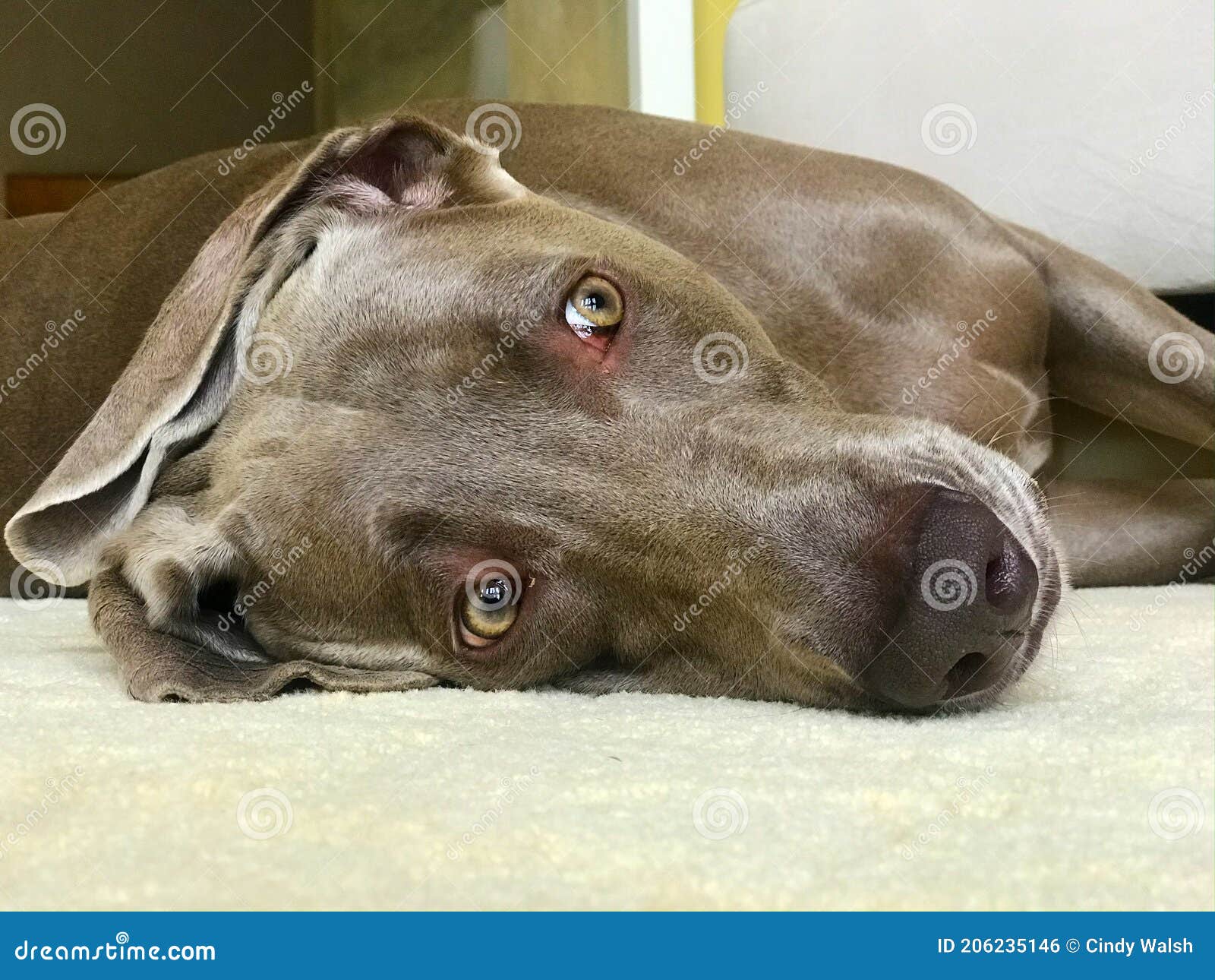 Weimaraner lying down stock photo. Image of portrait - 206235146