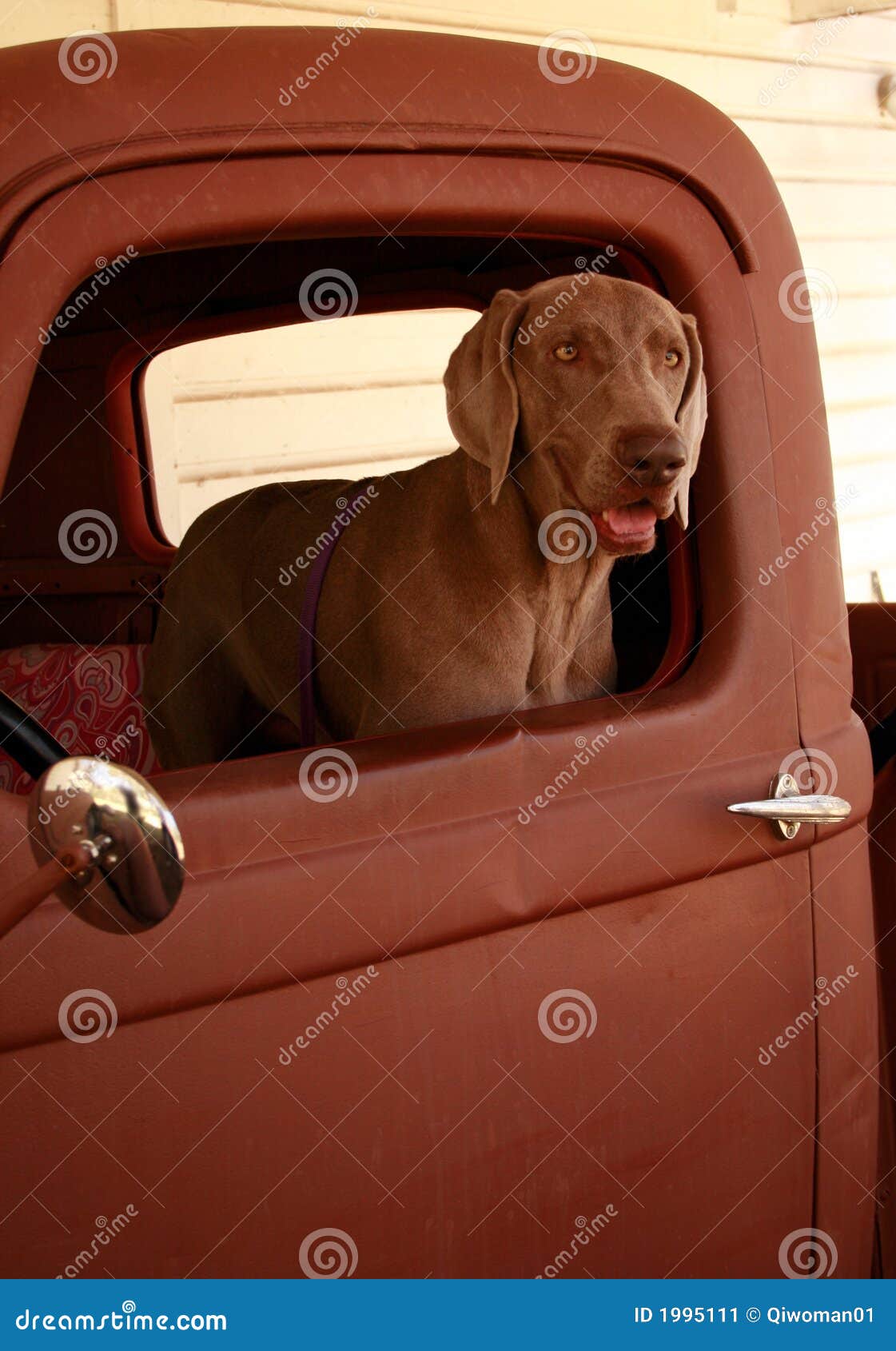 Weimaraner in Old Truck stock image. Image of pets, rescue - 1995111