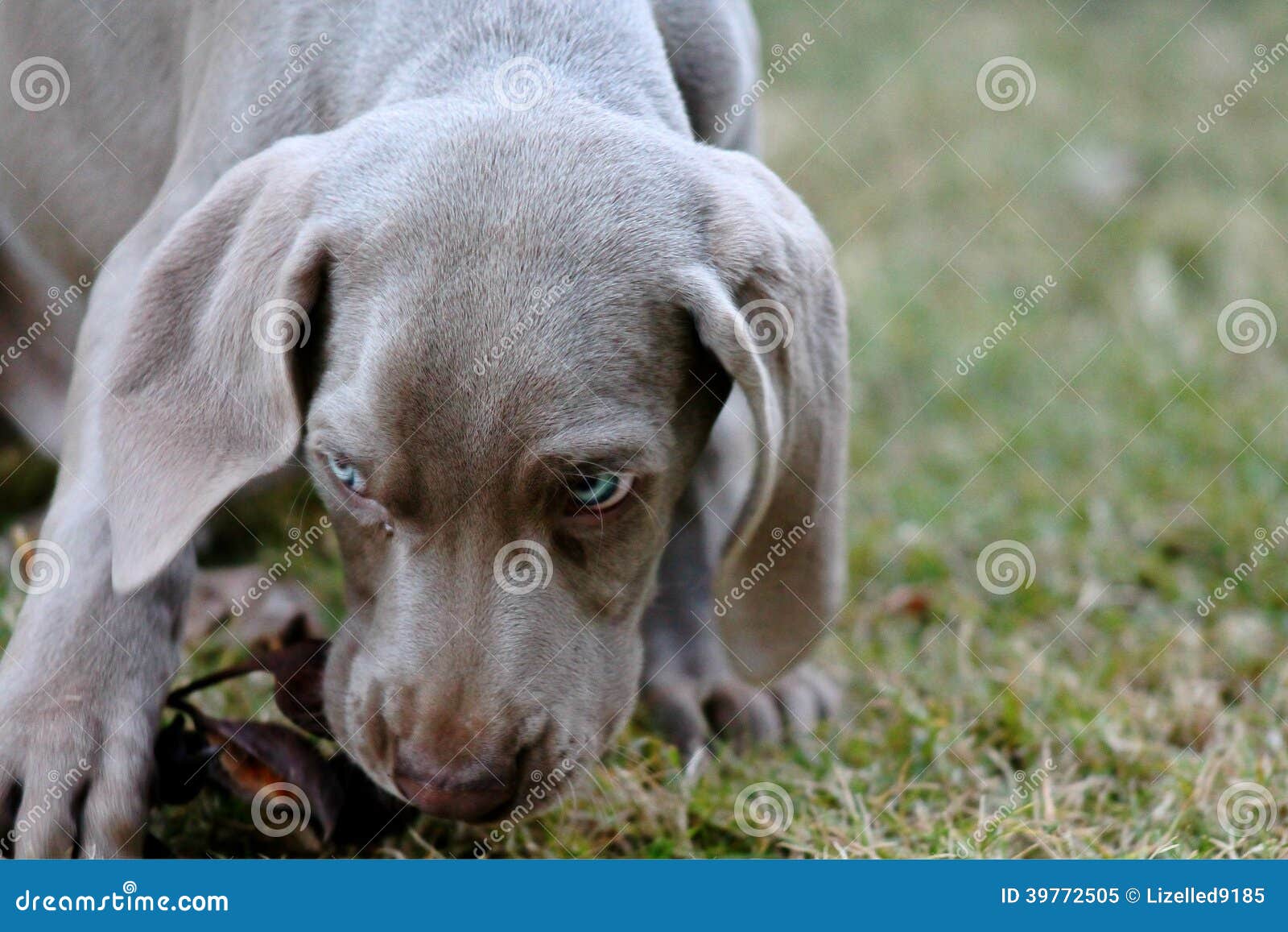 Weimaraner Pointer Breed Pet Dog Puppy Stock Image - Image of friend ...