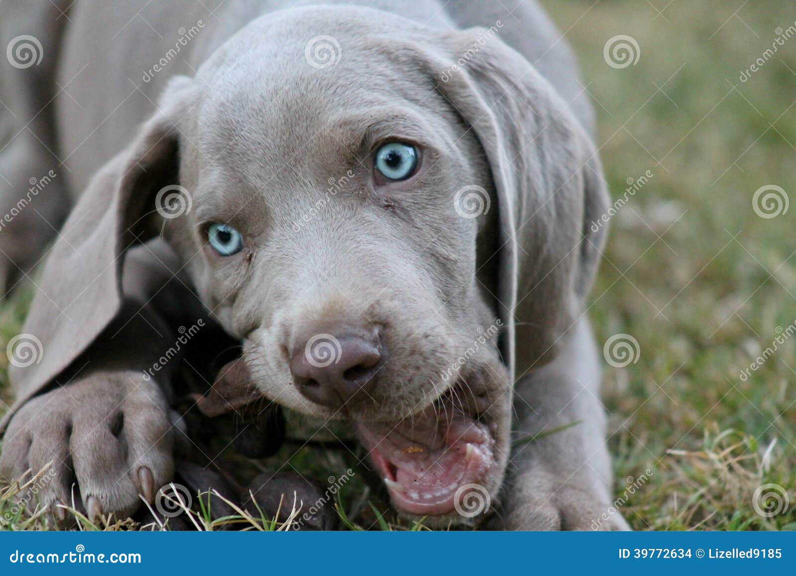 Weimaraner Pointer Breed Pet Dog Puppy Stock Photo - Image of breed ...