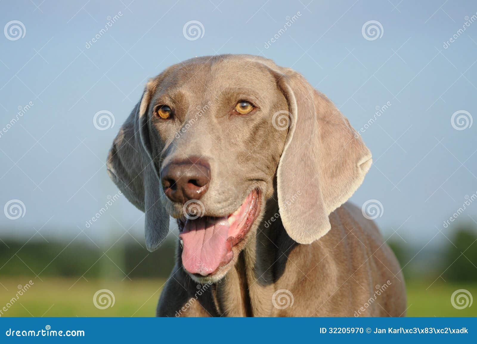 Weimaraner pointer (head) stock photo. Image of happy - 32205970