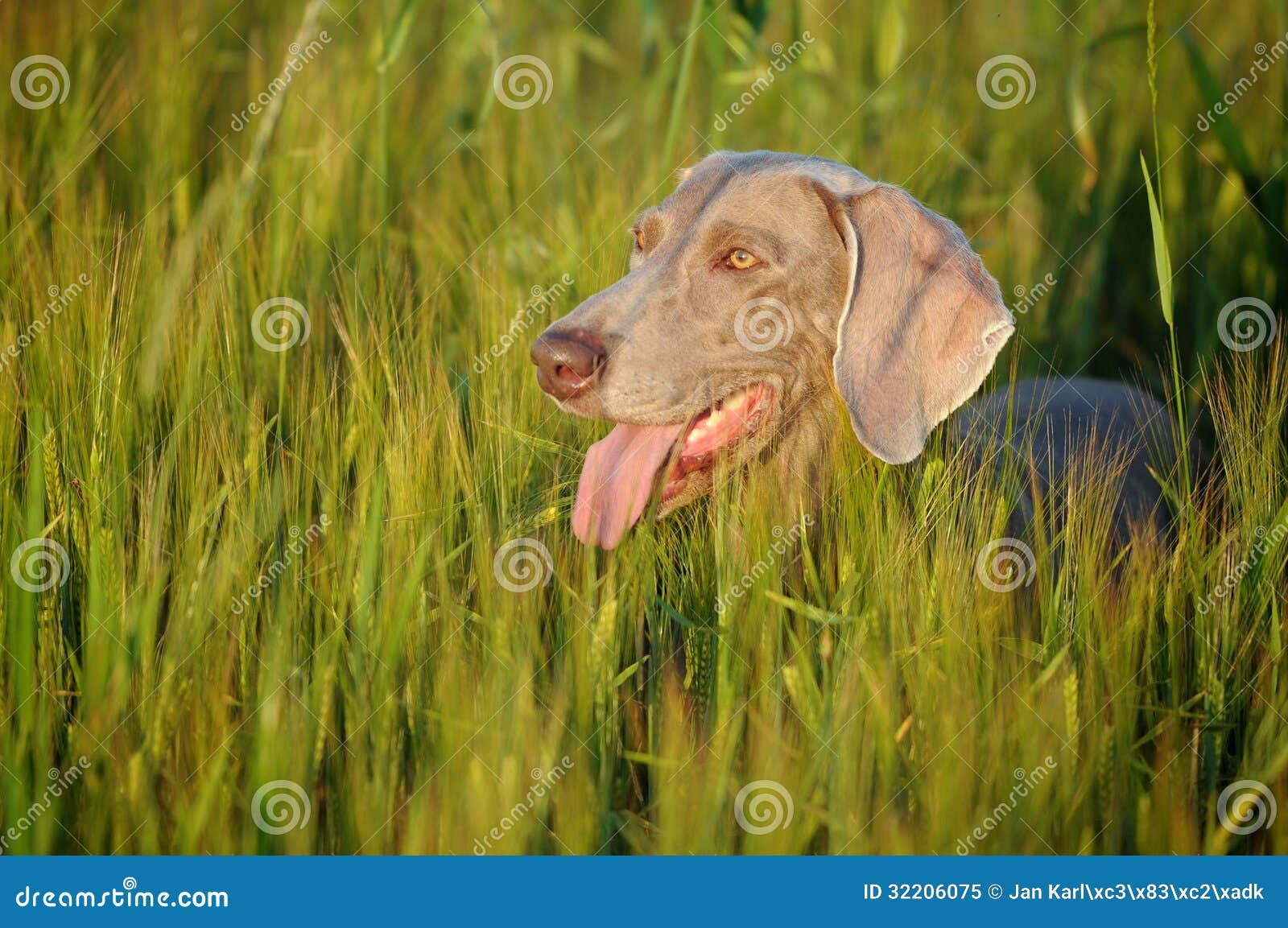 Weimaraner pointer (head) stock image. Image of grass - 32206075