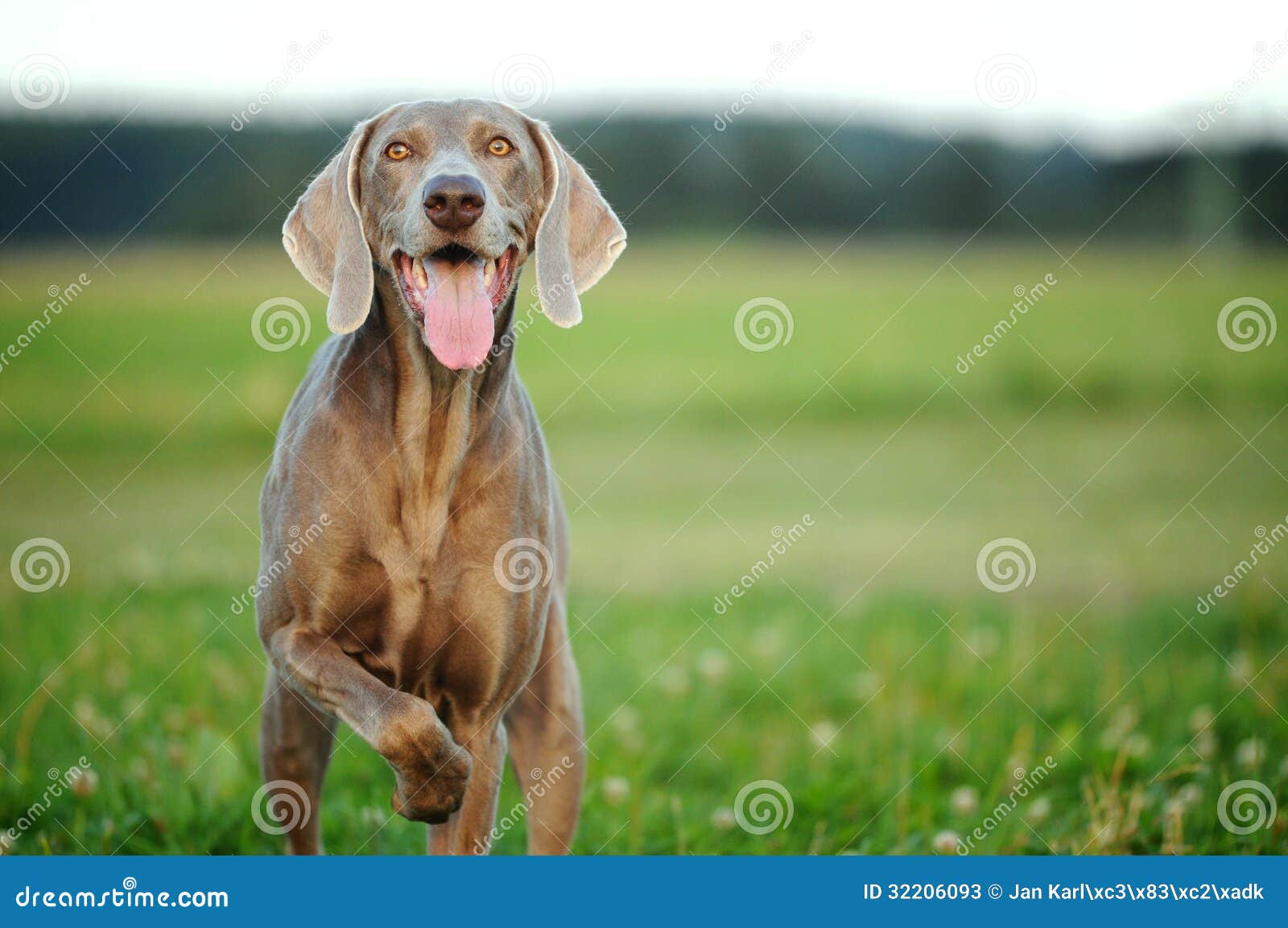 Weimaraner Pointer (head, Trunk) Stock Image - Image of chewing, sunset ...