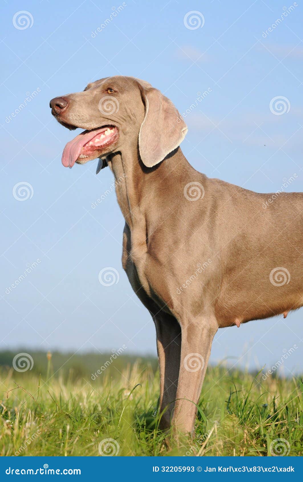 Weimaraner Pointer (head, Trunk) Stock Image - Image of grass, pink ...