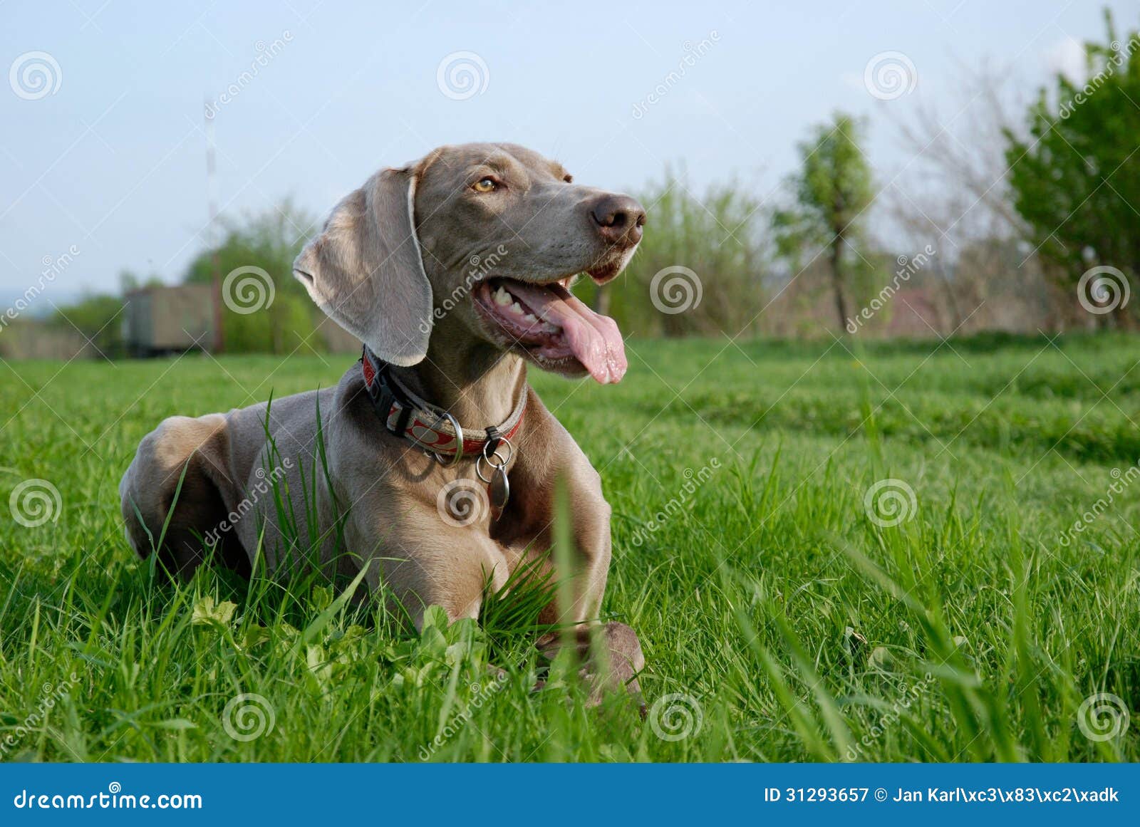 Weimaraner Pointer Looking into the Sunlight Stock Image - Image of ...