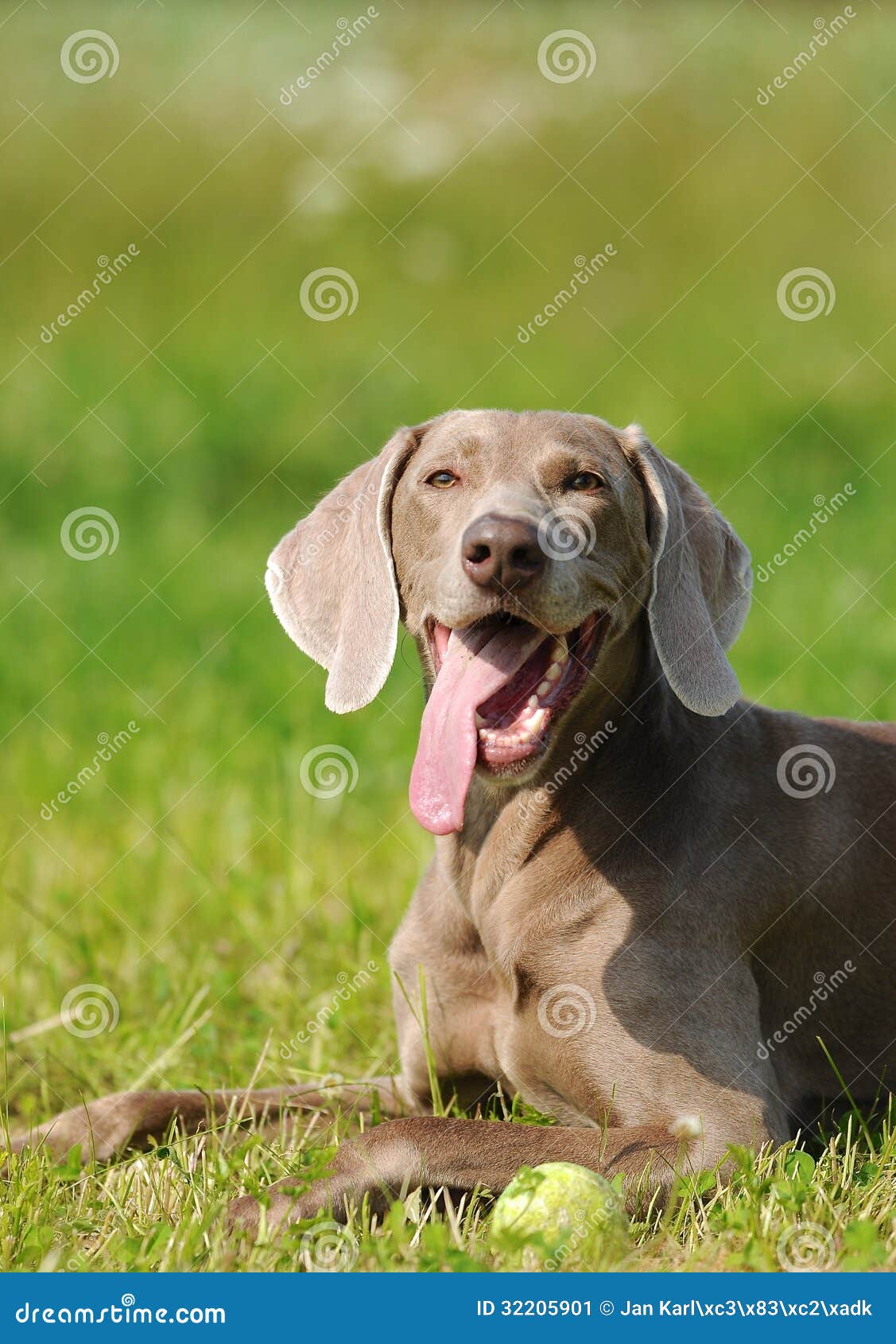 Weimaraner Pointer Playing with the Ball Stock Image - Image of ears ...
