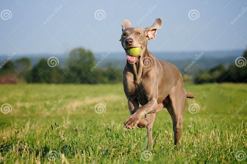 Weimaraner Pointer Running and Jumping after Catching the Ball Stock ...