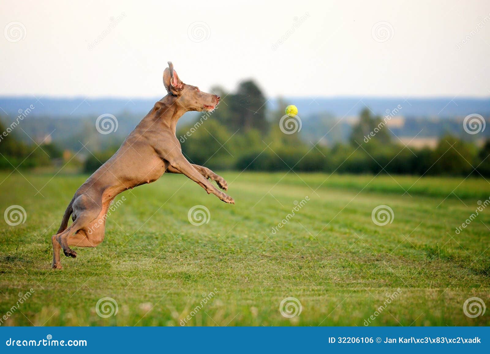 Weimaraner Pointer Running and Jumping To Catch the Ball Stock Photo ...