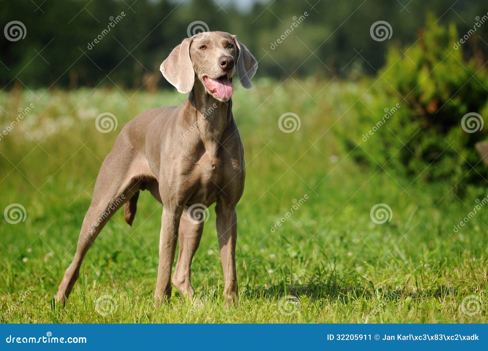 Weimaraner Pointer Standing the Filed Stock Image - Image of nose ...