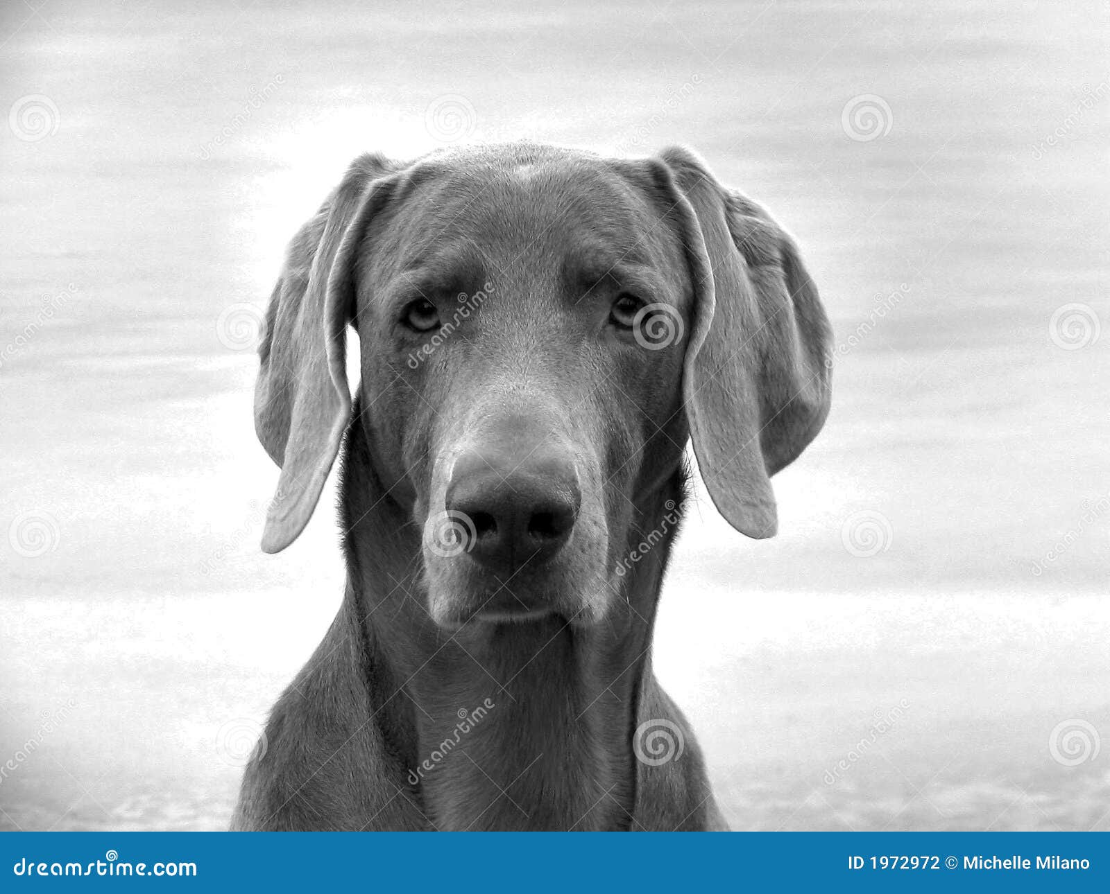 Weimaraner portrait stock photo. Image of weimerener, hunting - 1972972