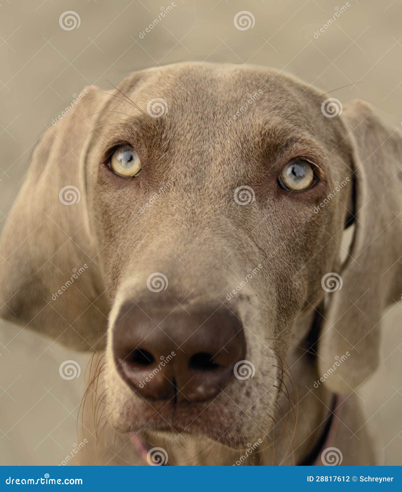 Weimaraner portrait stock photo. Image of tracking, brown - 28817612