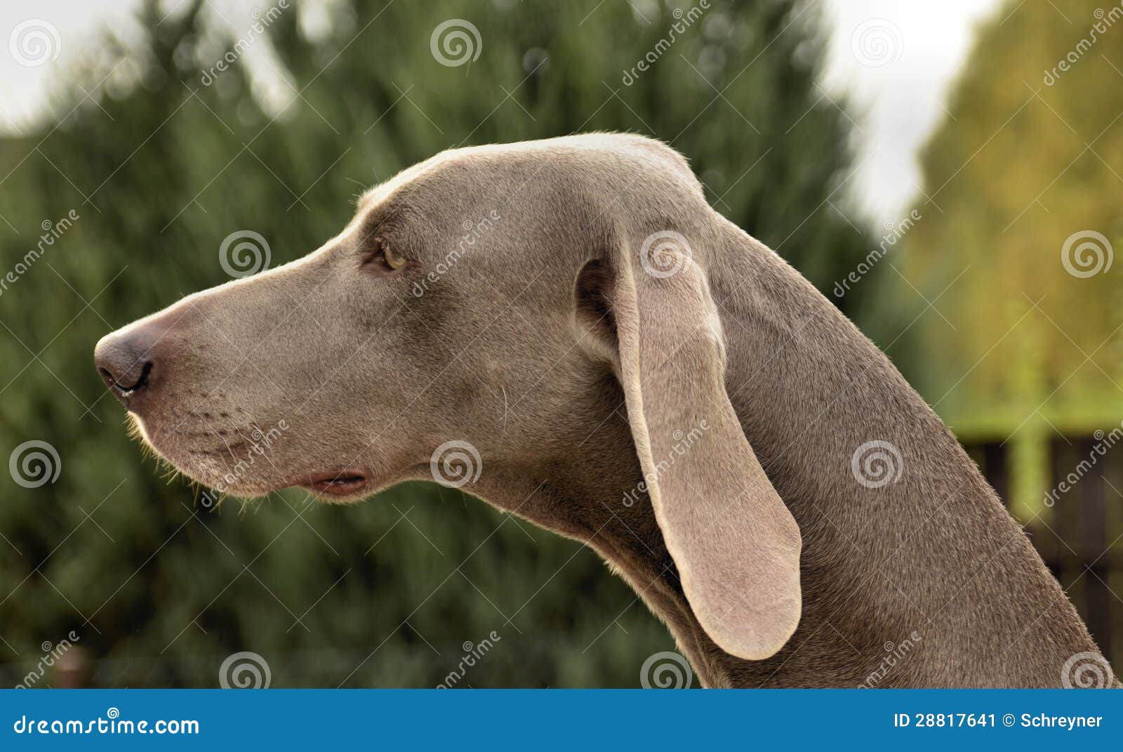 Weimaraner portrait stock image. Image of hunting, teeth - 28817641