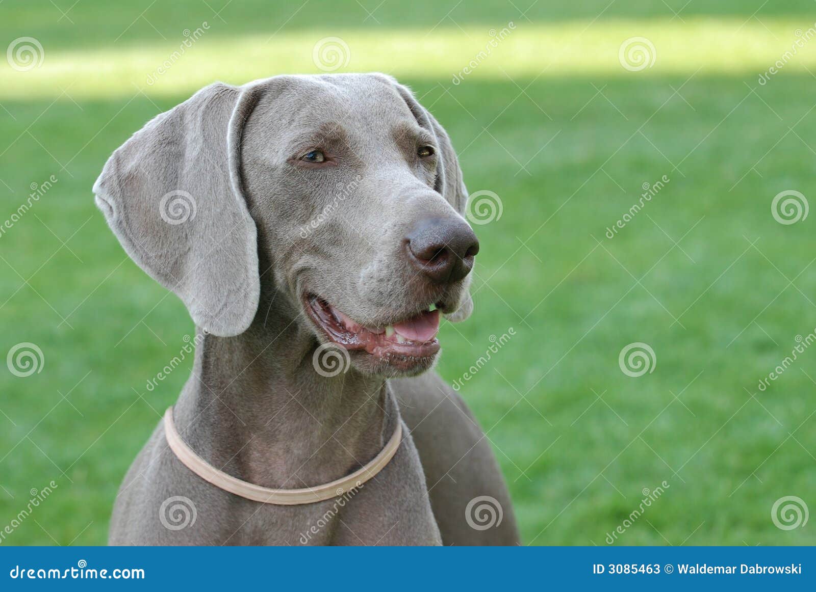 Weimaraner portrait stock image. Image of lawn, beauty - 3085463