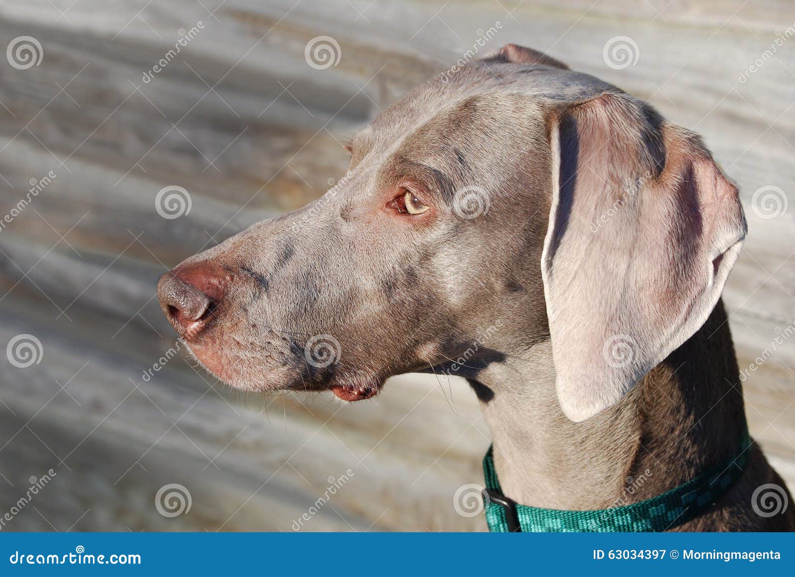 Weimaraner in Profile stock image. Image of nose, neck - 63034397