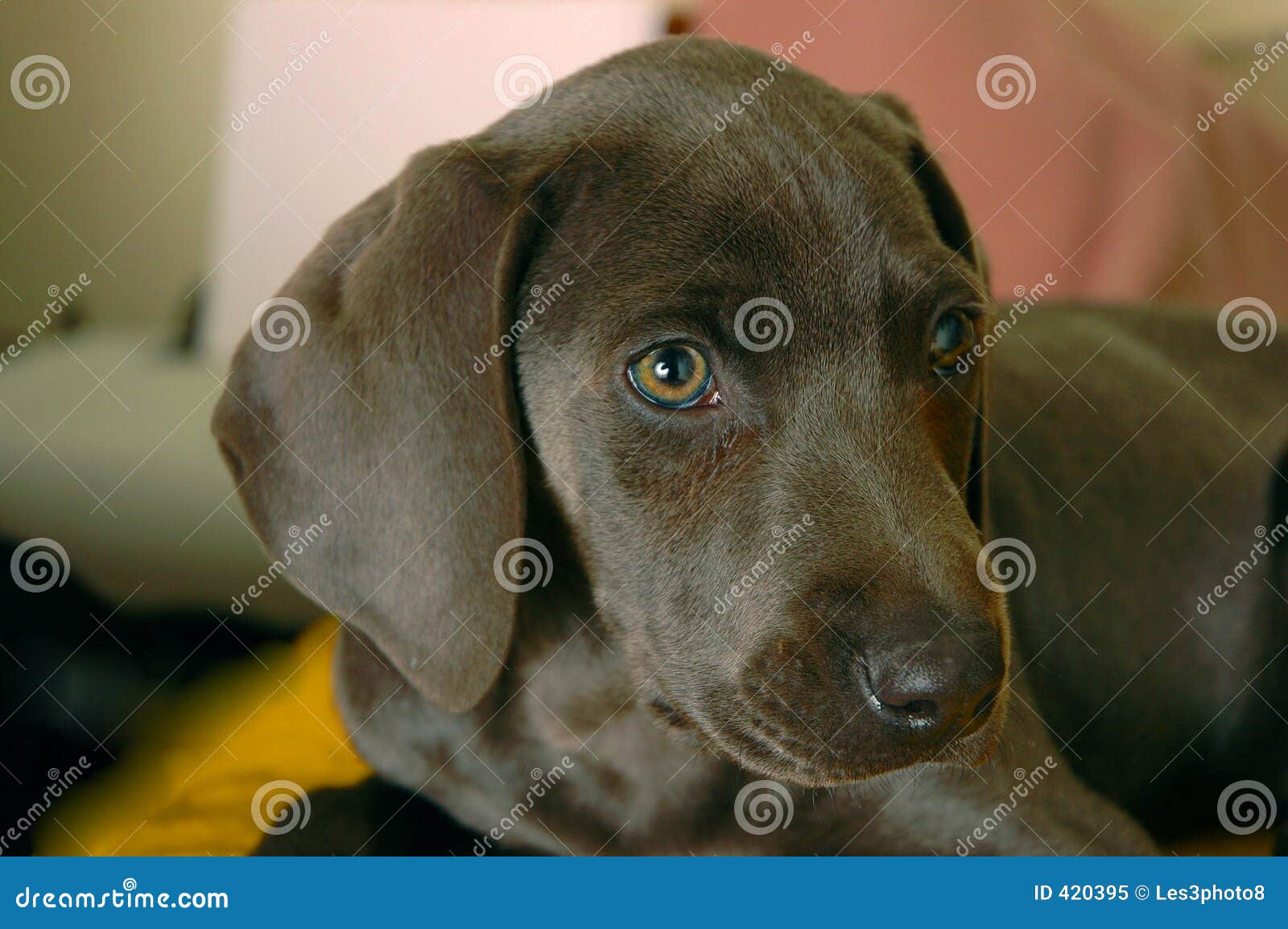 Weimaraner puppy stock image. Image of doggie, mammal, puppy - 420395