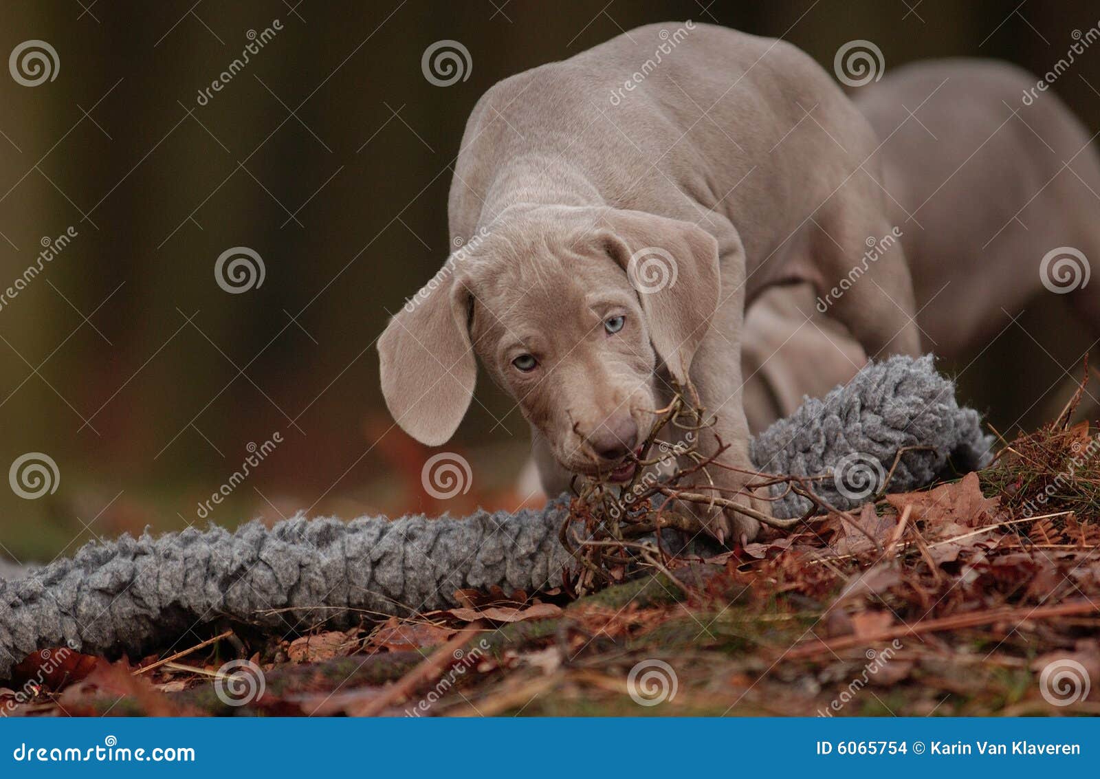 Weimaraner Puppy stock photo. Image of farm, eyes, blue - 6065754