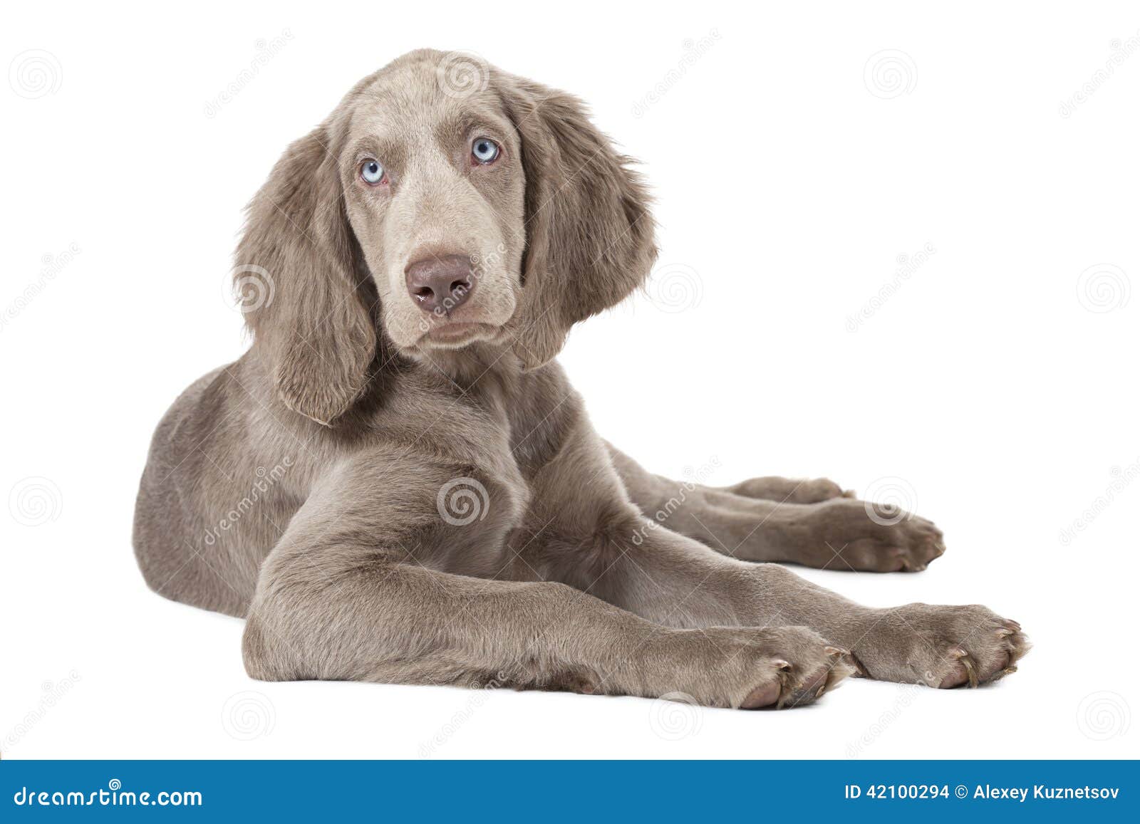 Weimaraner Puppy, Three Months Old, Isolated on White Stock Photo ...