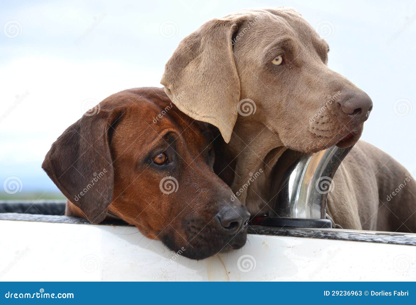 Weimaraner Und Rhodesian Ridgeback Stockbild - Bild von kopf, haustier ...