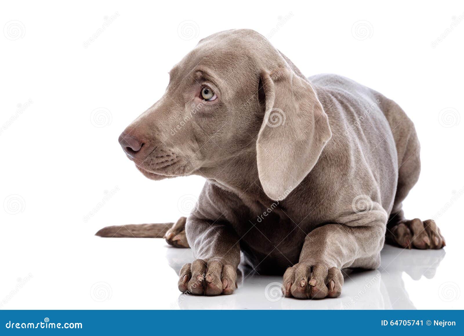 Weimaraner on white stock image. Image of young, cute - 64705741