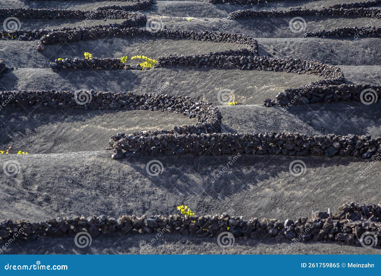 Weinberge Auf Den Kanarischen Inseln La Geria Lanzarote Stockbild ... Weinberge Auf Den Kanarischen Inseln La Geria Lanzarote Stockbild ...